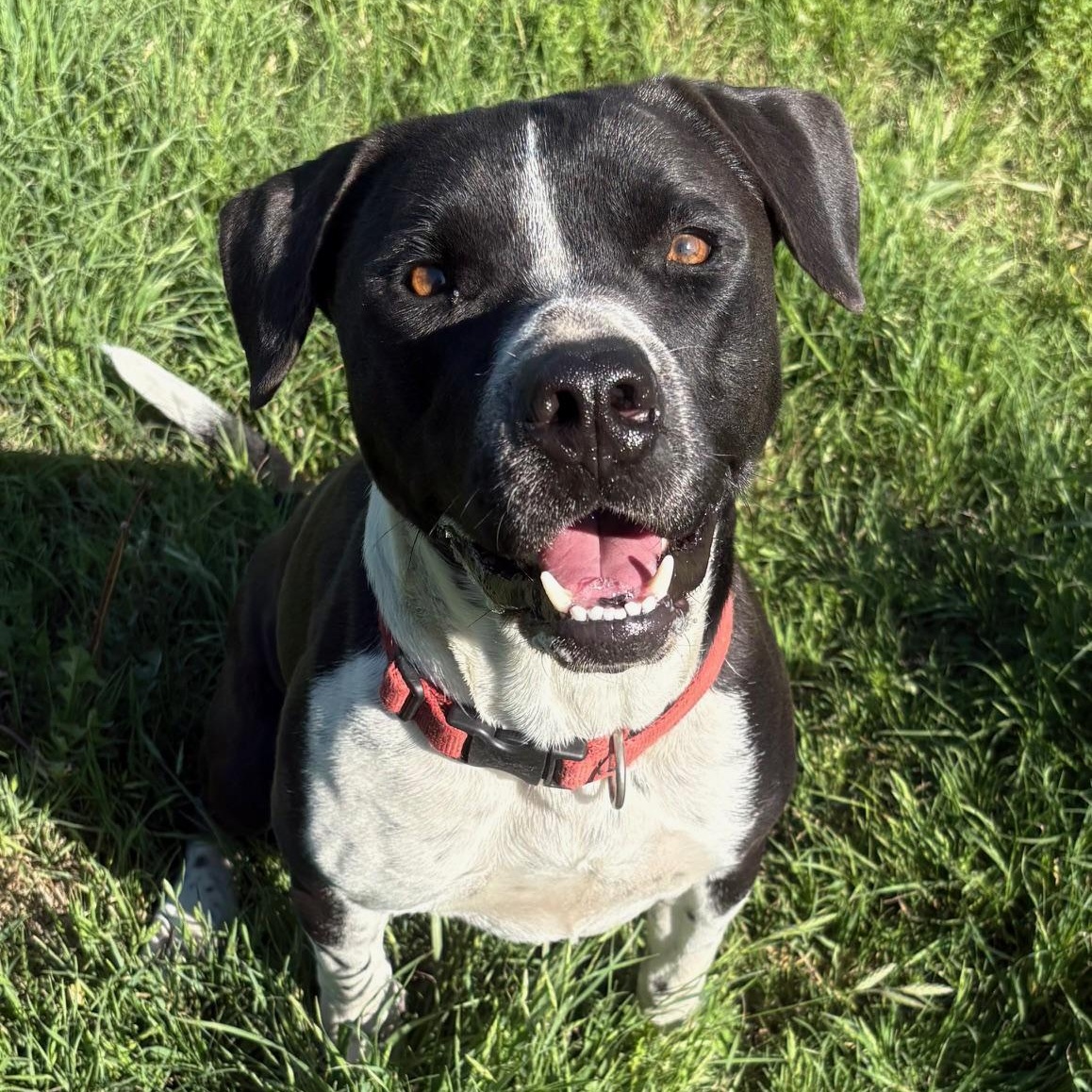 Dog for adoption - Spencer, a Labrador Retriever & Pit Bull Terrier Mix ...