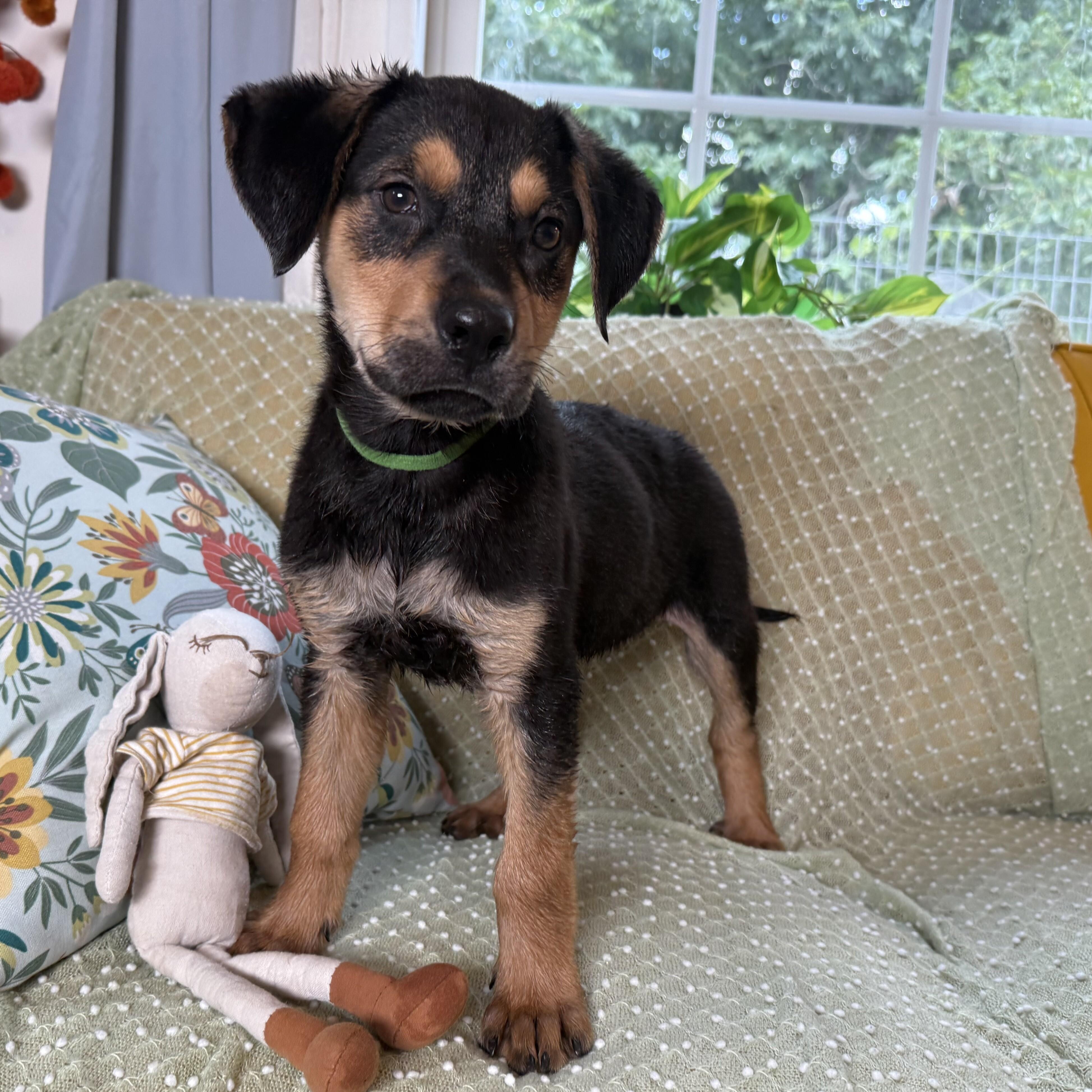 Dog for adoption - Louie Russell, a Rottweiler & Labrador Retriever Mix ...