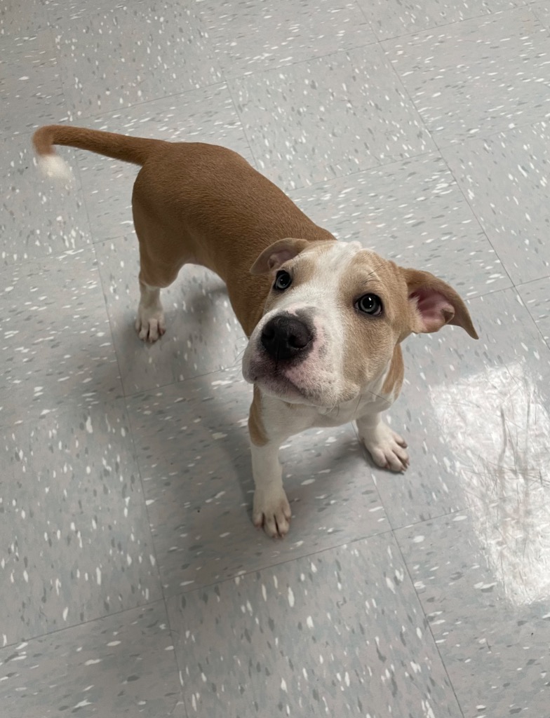 Dog for adoption - Alicia, a Pit Bull Terrier & Shar-Pei Mix in New ...