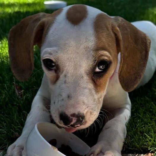 Florida Dog Adoptions | Dogs for Adoption in FL