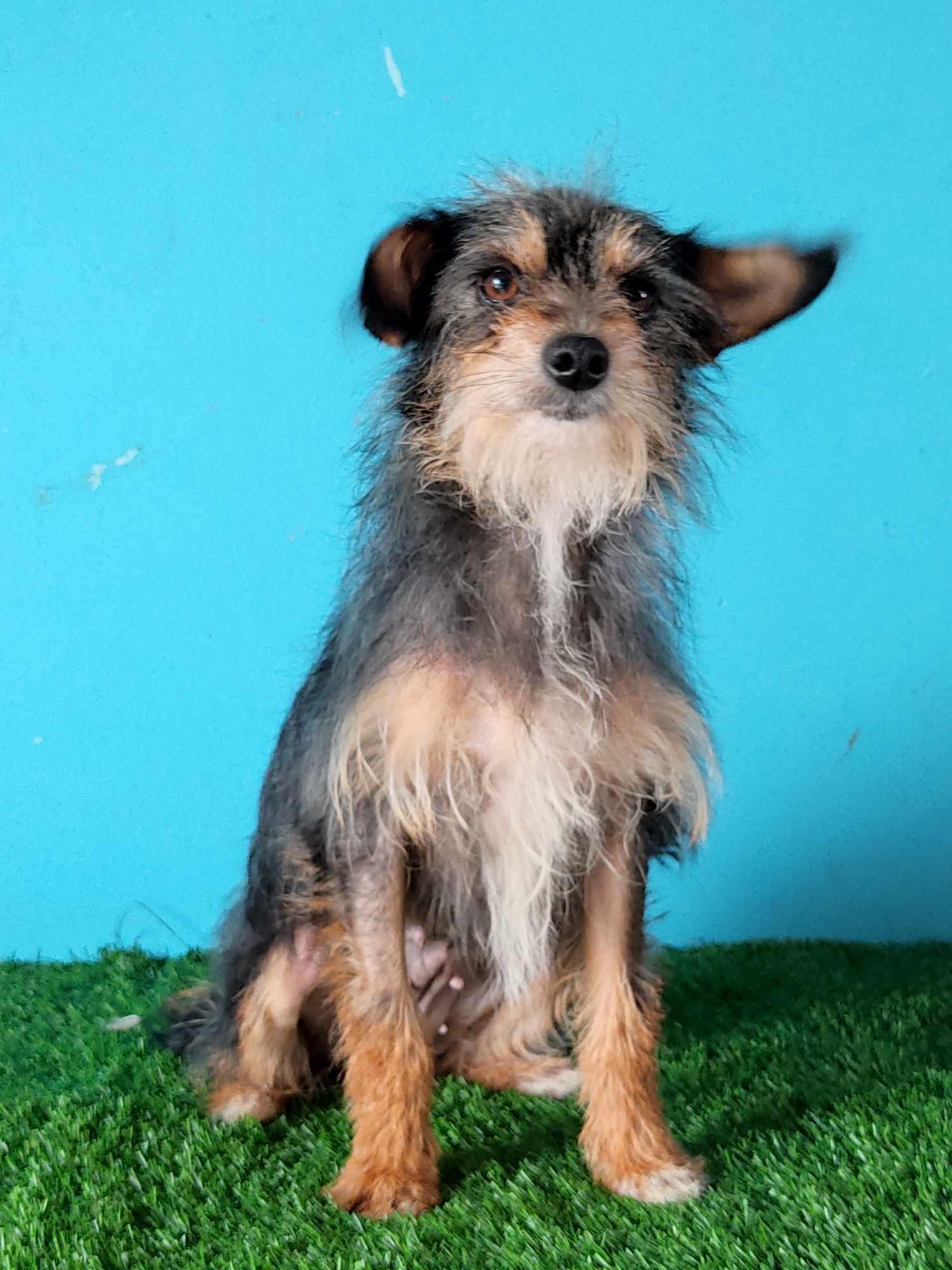 Dog for adoption - Doris, a Yorkshire Terrier Mix in Tijuana, BCN ...