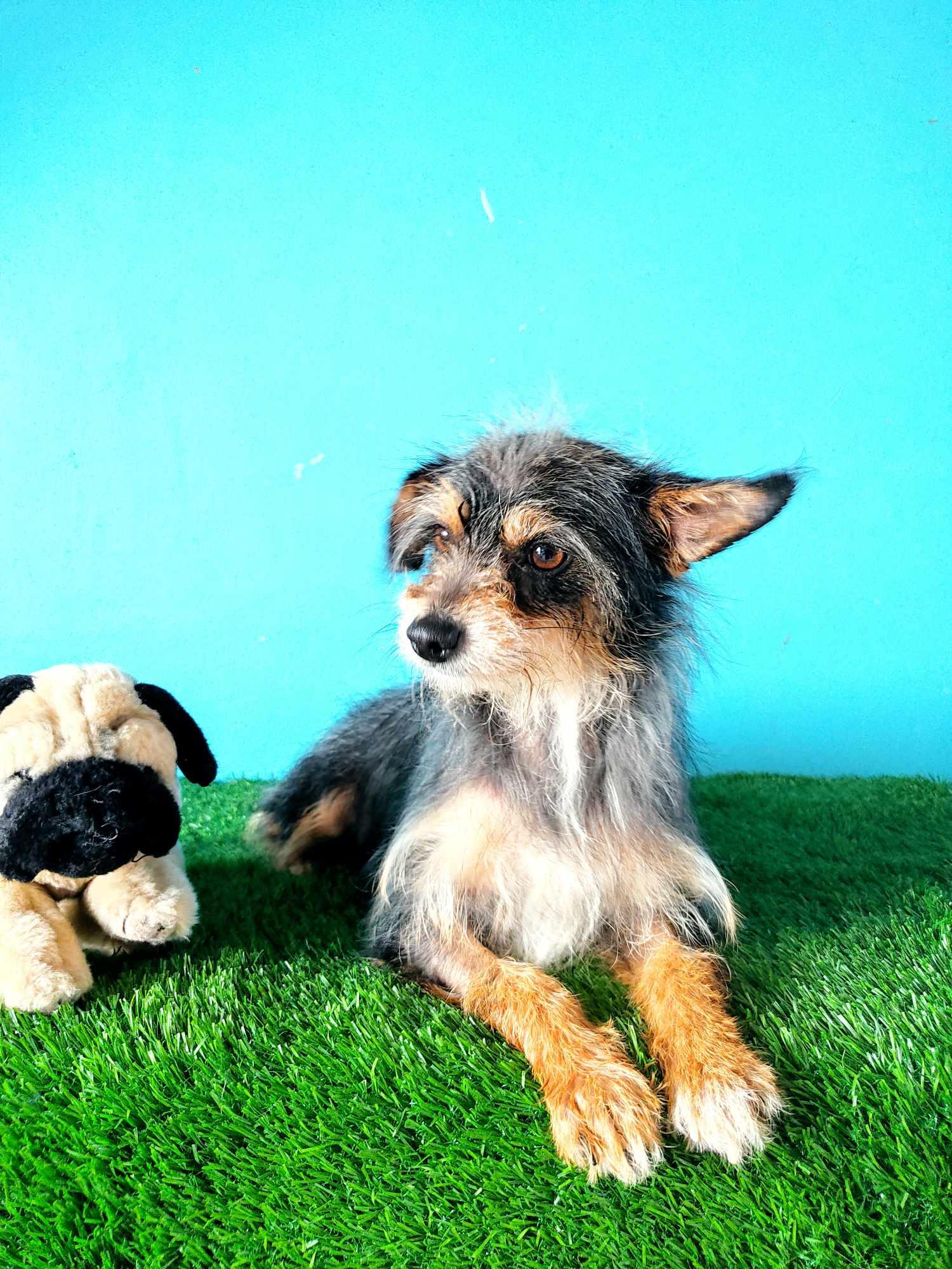 Dog for adoption - Doris, a Yorkshire Terrier Mix in Tijuana, BCN ...