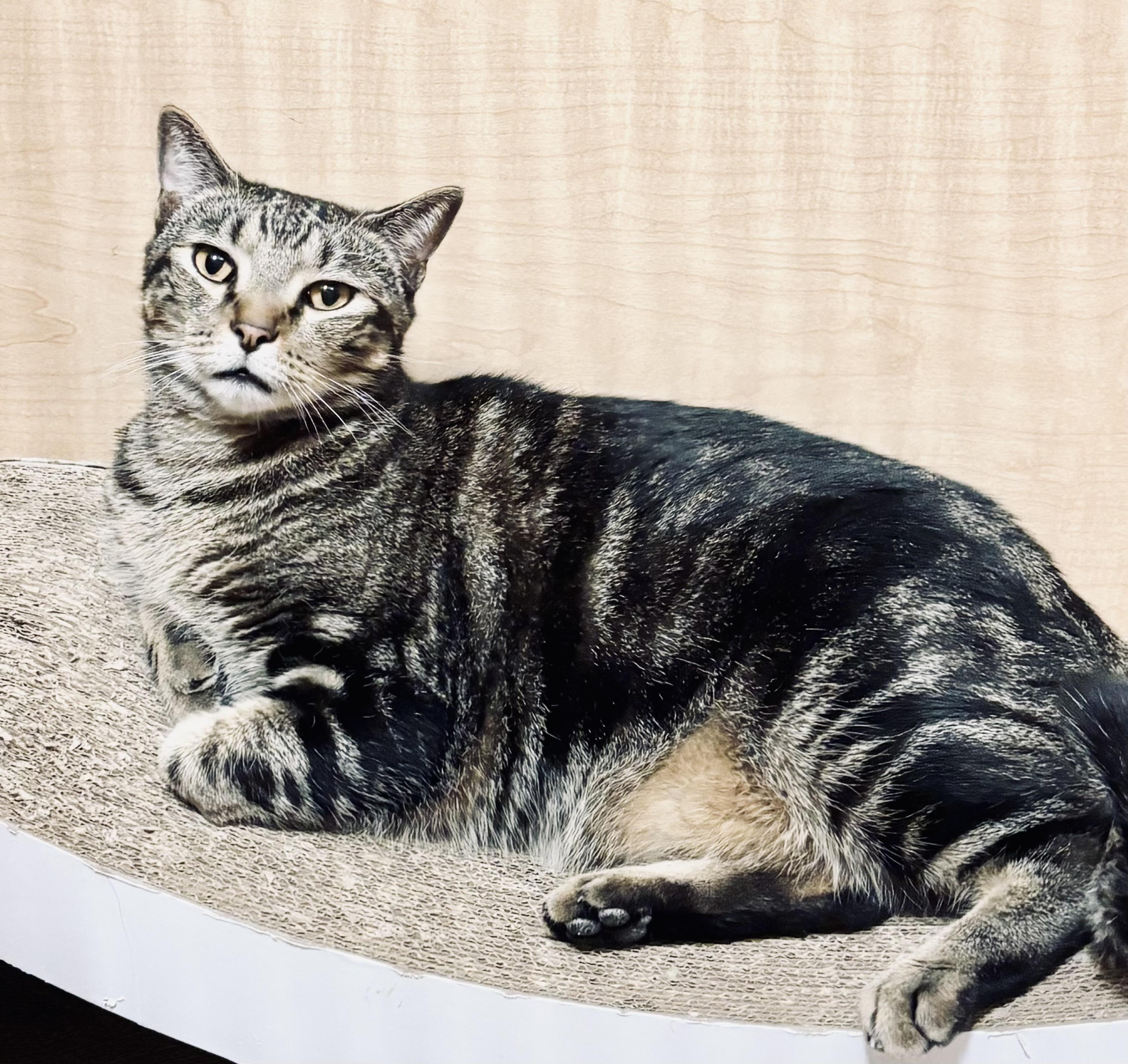 Cat for adoption - Cletus, a Tabby & American Shorthair Mix in Lake ...
