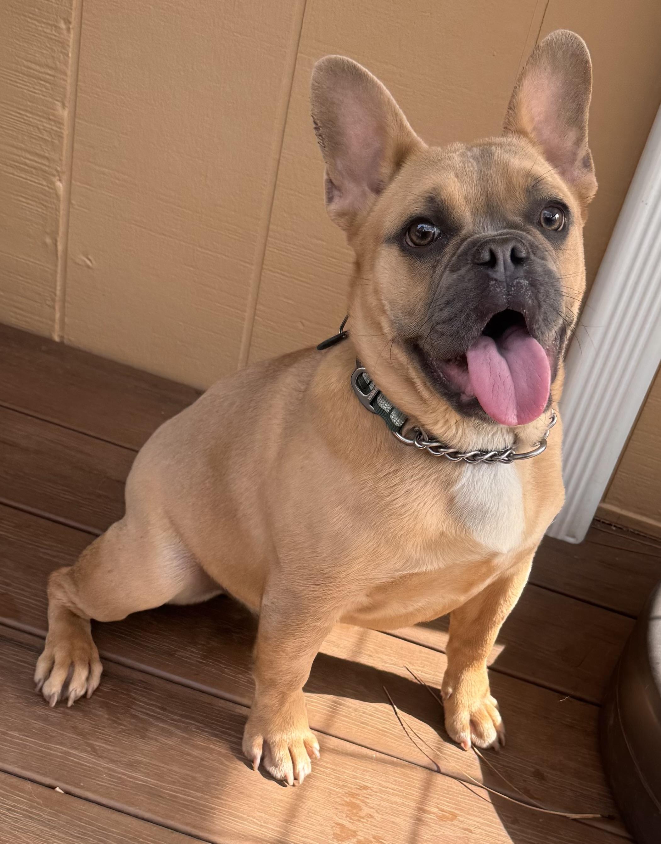 Dog for adoption - Benny, a French Bulldog & English Bulldog Mix in ...