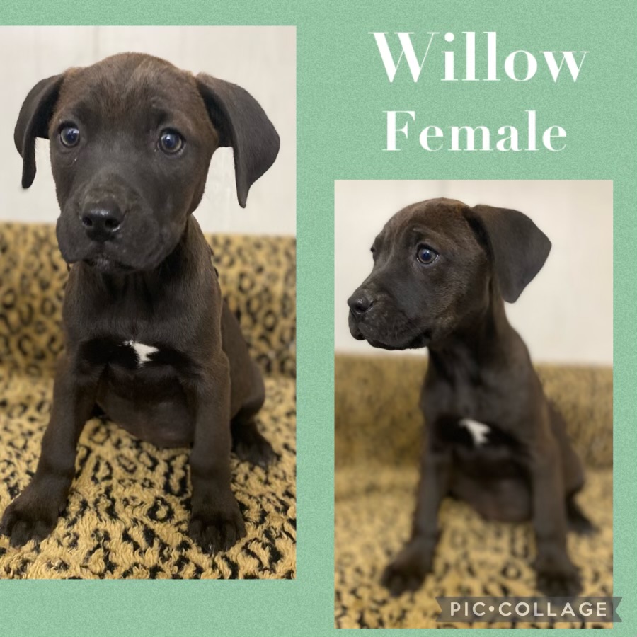 Dog for adoption - Willow, a Labrador Retriever Mix in Manchester, CT ...