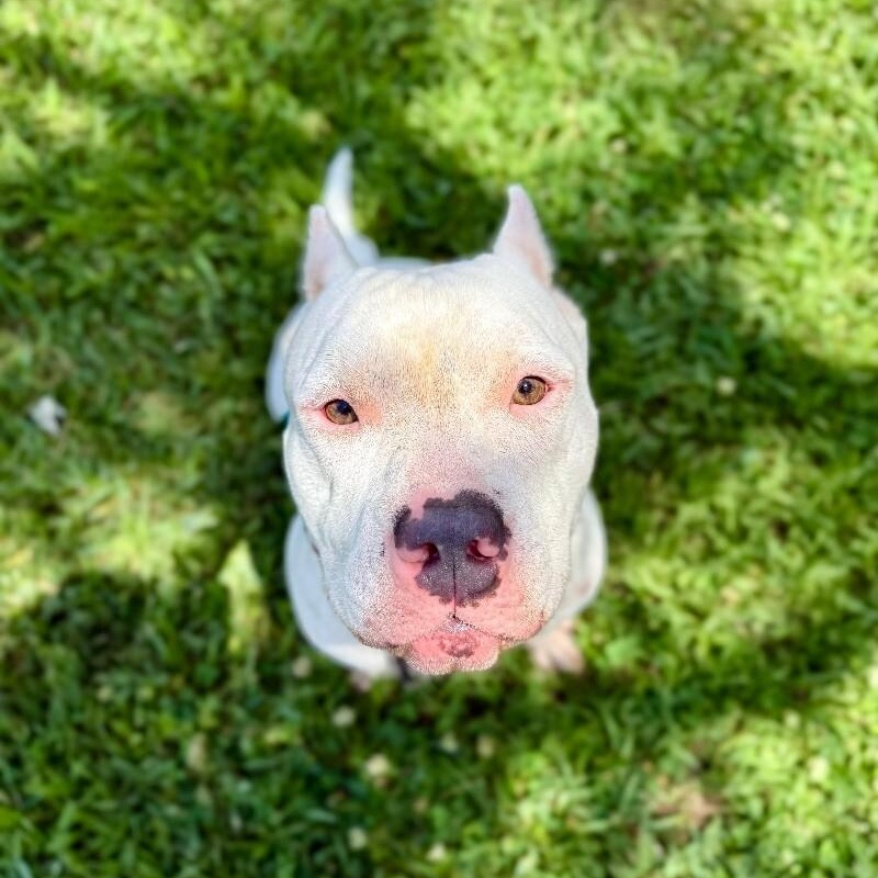 Dog for adoption - Hector Zeroni the happy hoppy goofy goober, a Dogo ...