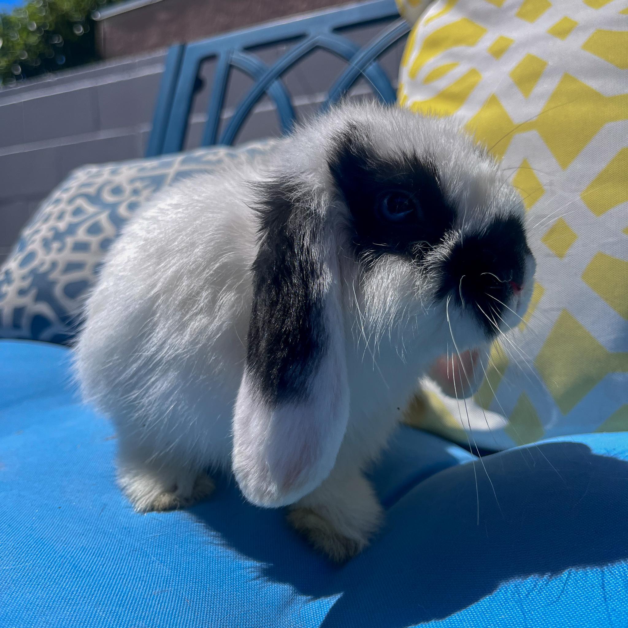 Rabbit for adoption - Gigi, a Holland Lop in Los Angeles, CA | Petfinder