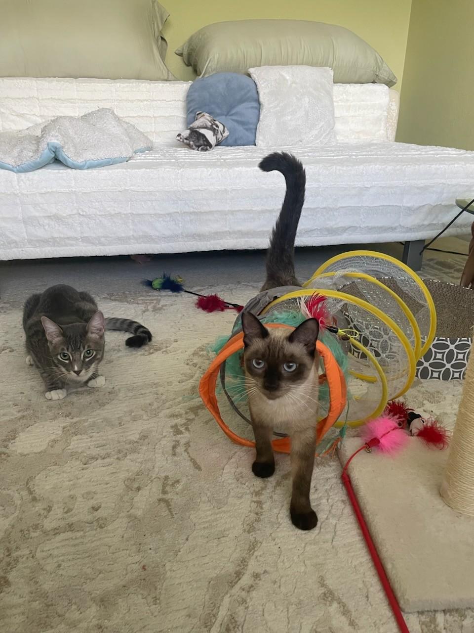 Cat for adoption - Shammy, a Siamese & Domestic Short Hair Mix in ...