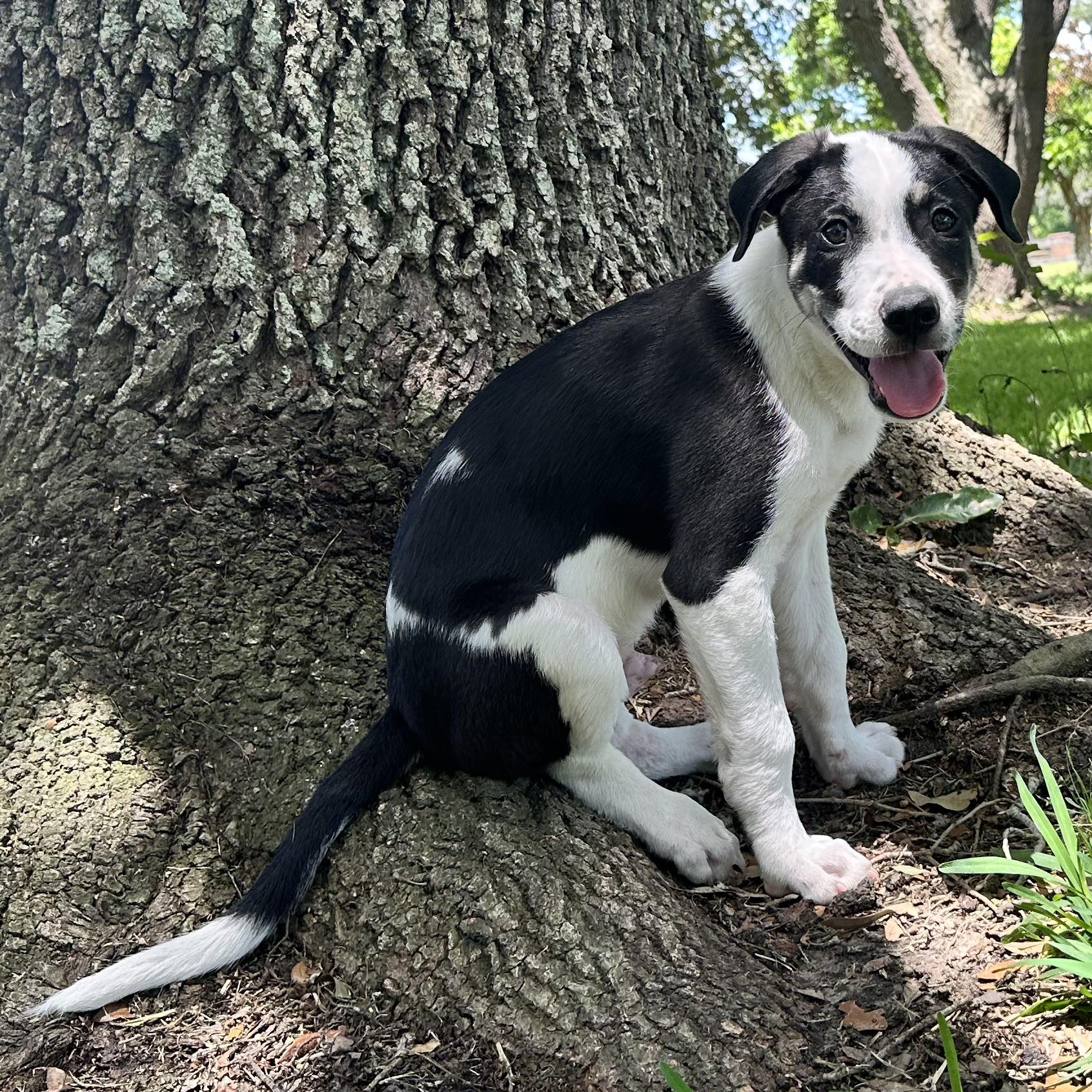 Dog for adoption - Caleb, a Labrador Retriever & Australian Cattle Dog / Blue Heeler Mix in ...