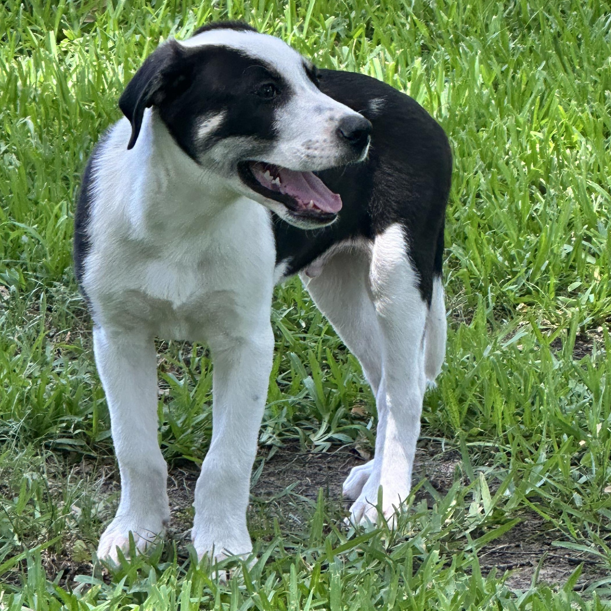 Dog for adoption - Caleb, a Labrador Retriever & Australian Cattle Dog / Blue Heeler Mix in ...