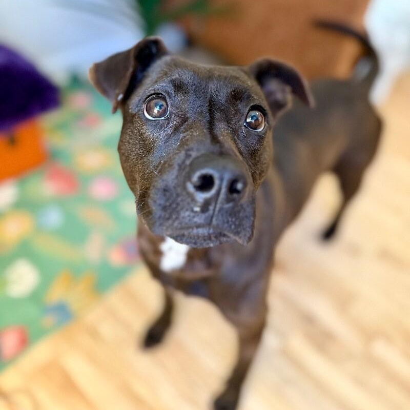 Dog for adoption - Mary Poppy The Perfect Pocket Pittie, a Pit Bull ...