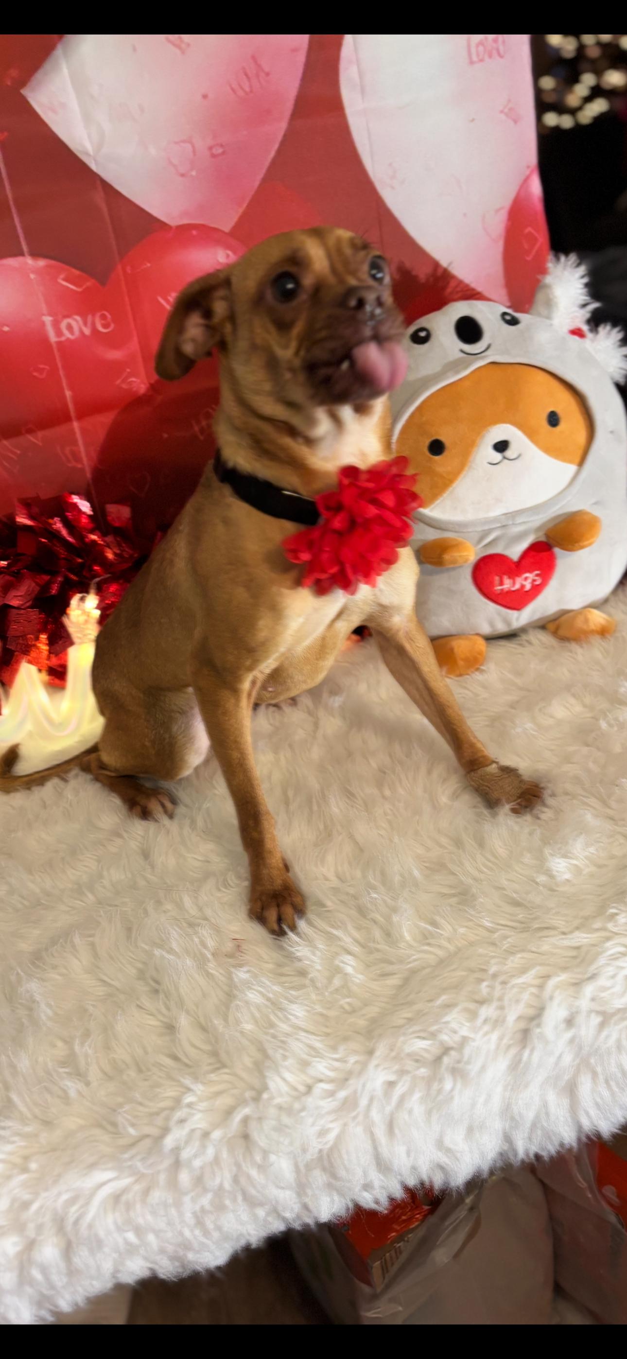 Dog for adoption - Cricket, a Pug & Chihuahua Mix in Los Banos, CA ...