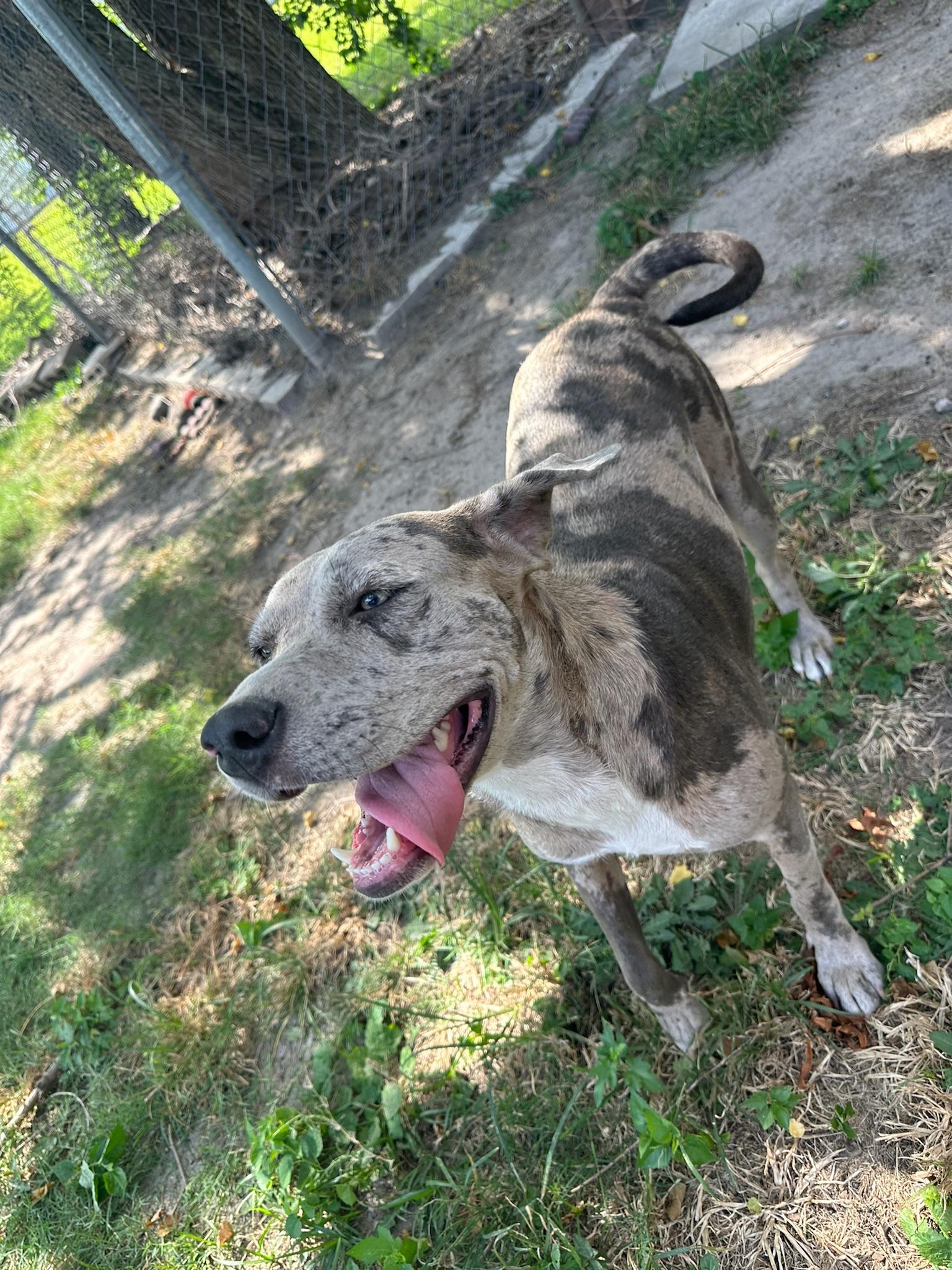 Dog for adoption - Bella, a Catahoula Leopard Dog Mix in Myrtle Beach ...