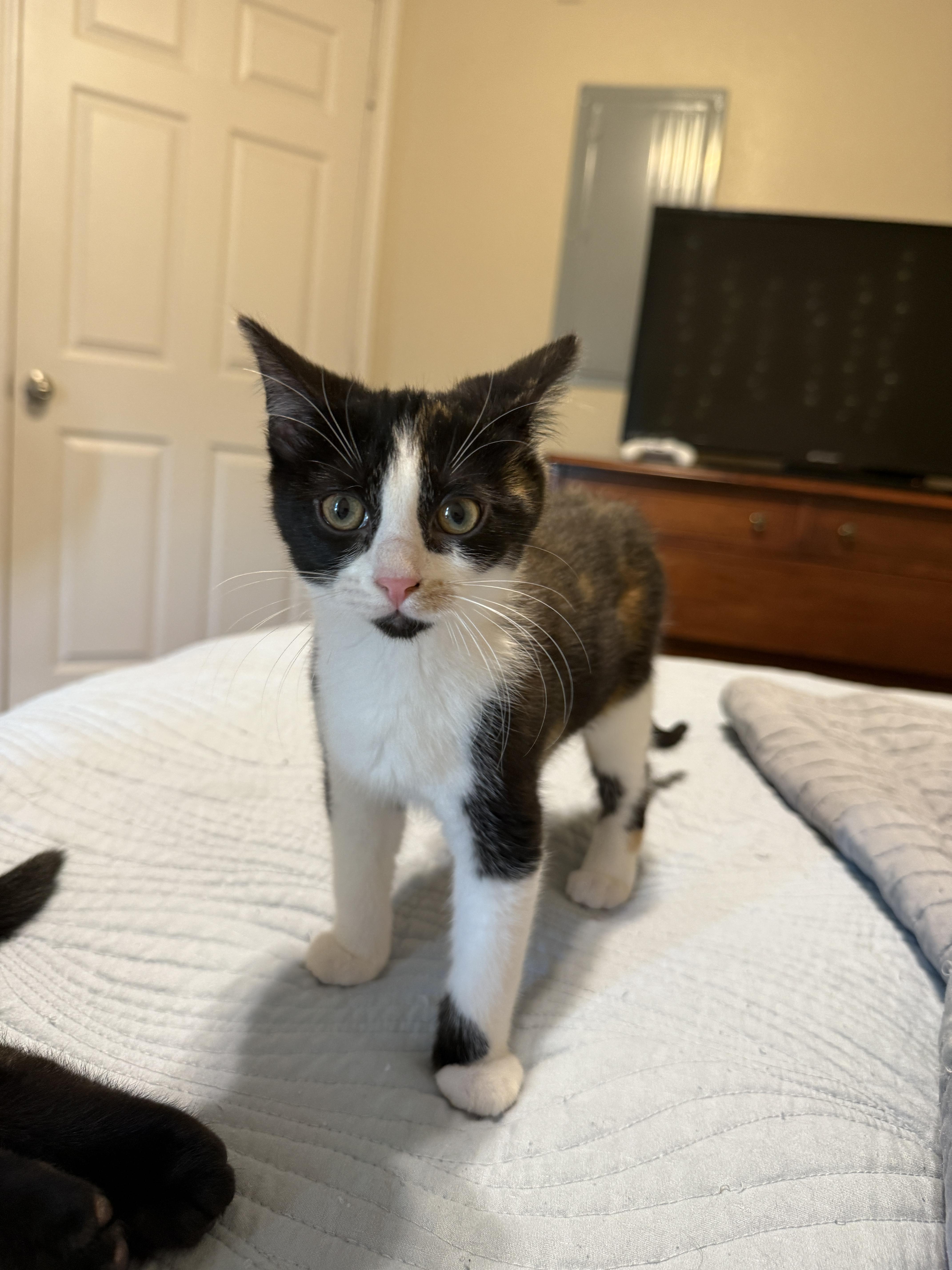 Cat for adoption - Grimlock, a Domestic Short Hair in Fort Worth, TX ...