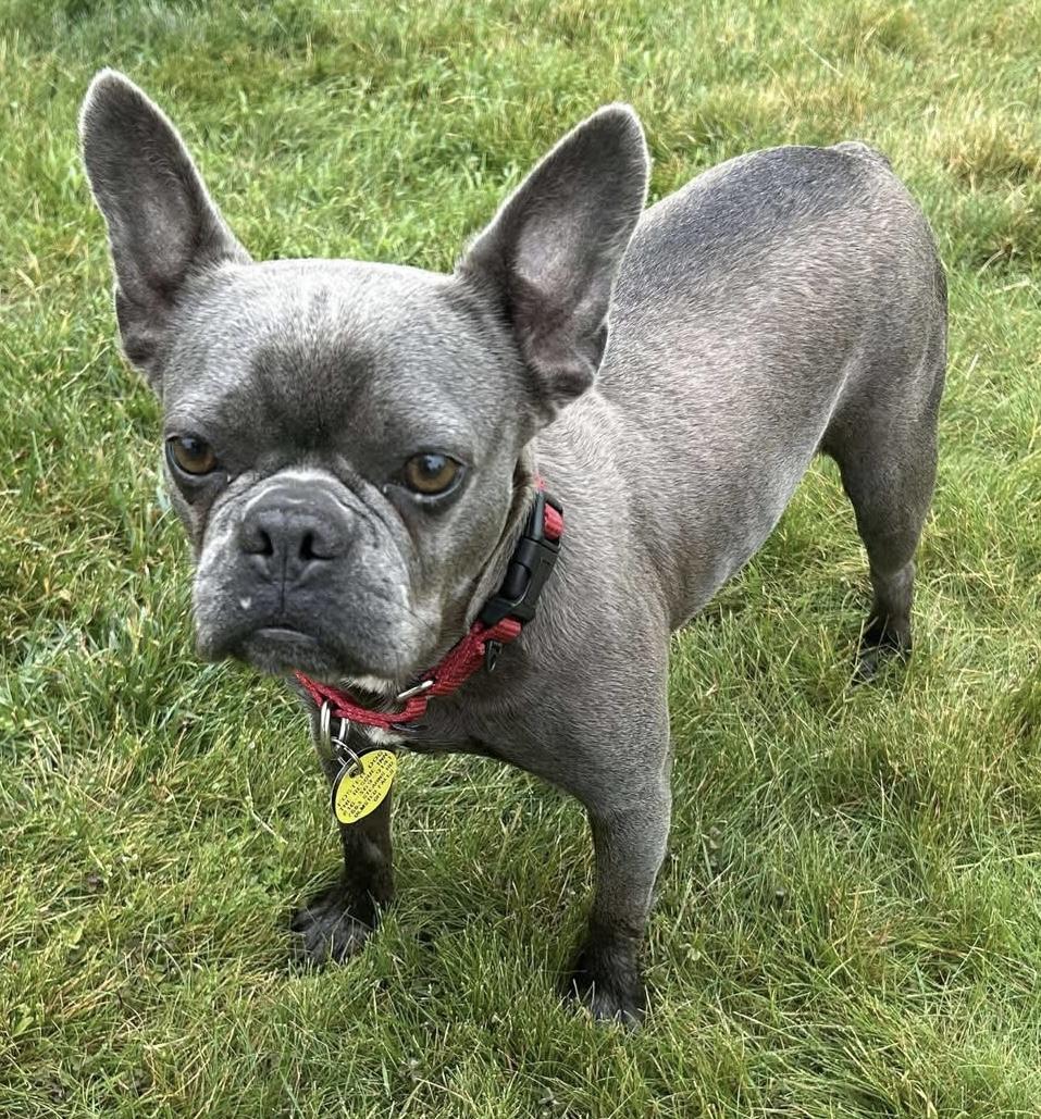 Dog for adoption - Cleo, a French Bulldog & Boston Terrier Mix in North Olmsted, OH | Petfinder