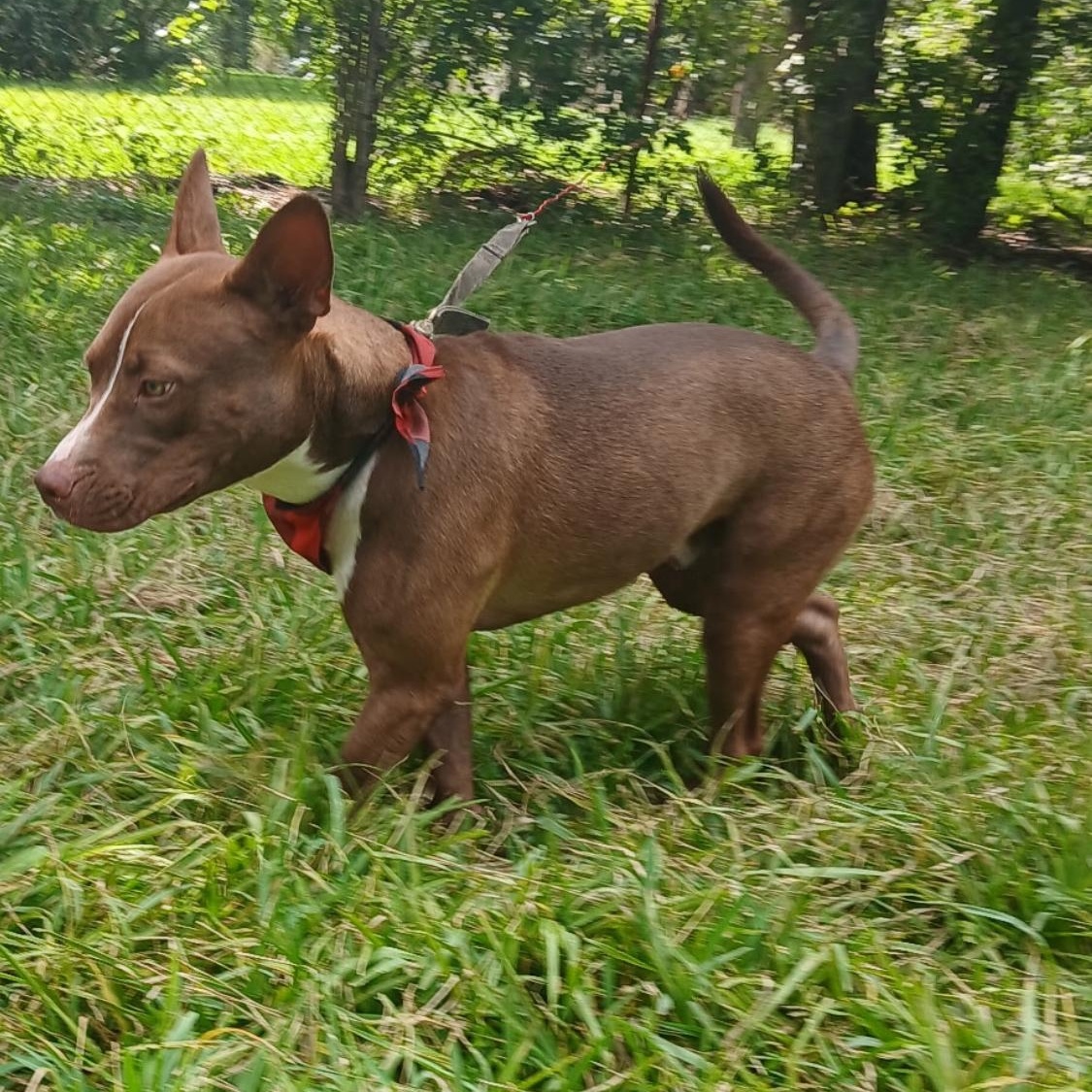 Dog for adoption - Lopie, a Mixed Breed in Atlanta, GA | Petfinder