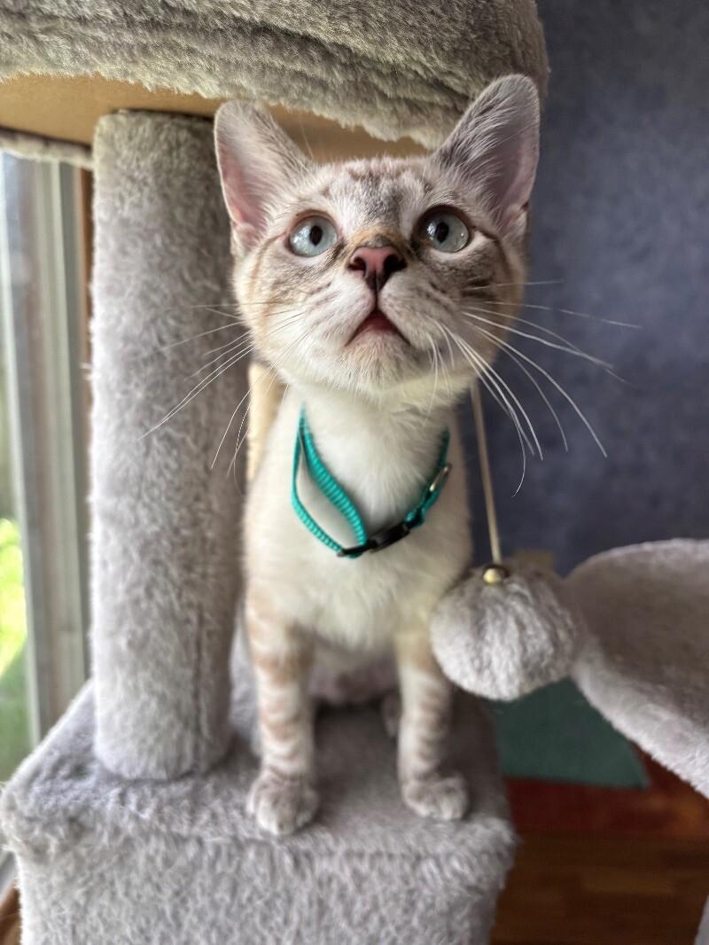 Cat for adoption - Spice, a Siamese Mix in Guilderland, NY | Petfinder