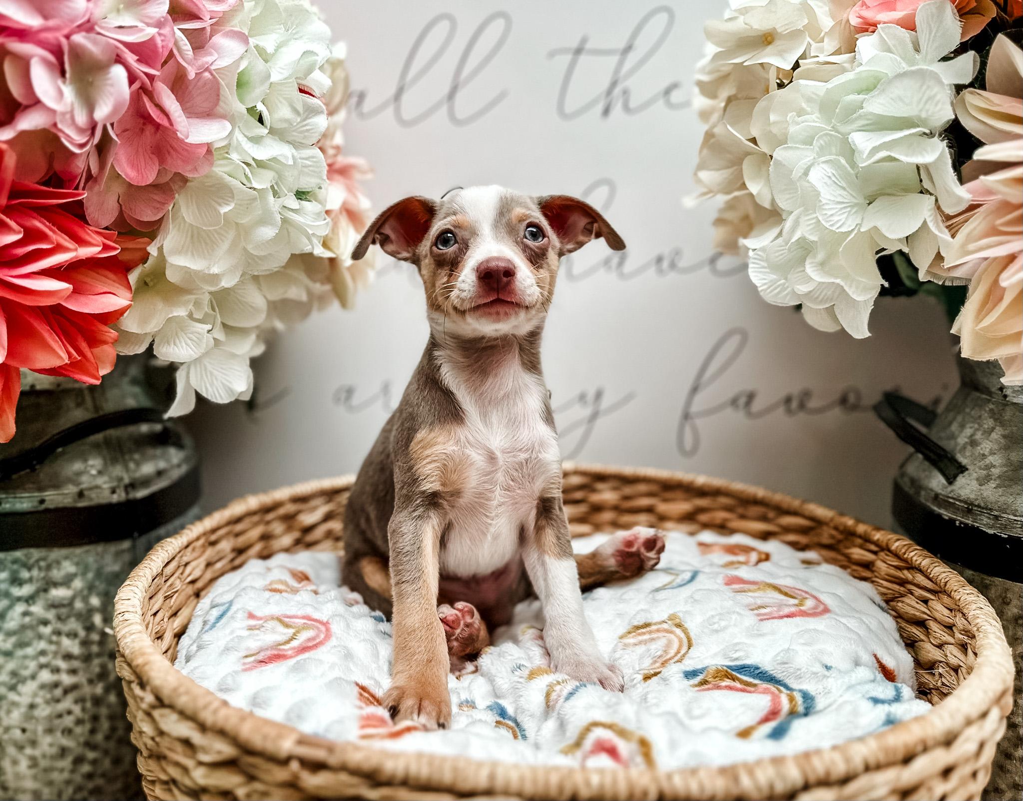 Dog for adoption - Beetle, a Terrier Mix in Newberg, OR | Petfinder