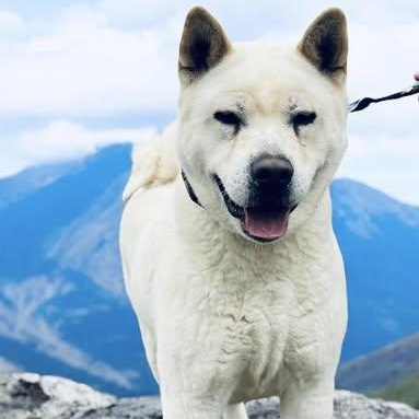 Dog for adoption - Nakita, an Akita in Rochester, MN | Petfinder