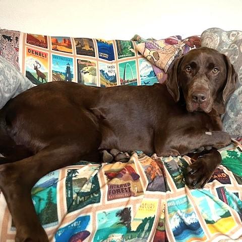 Dog for adoption - Maverick, a Labrador Retriever & Catahoula Leopard ...