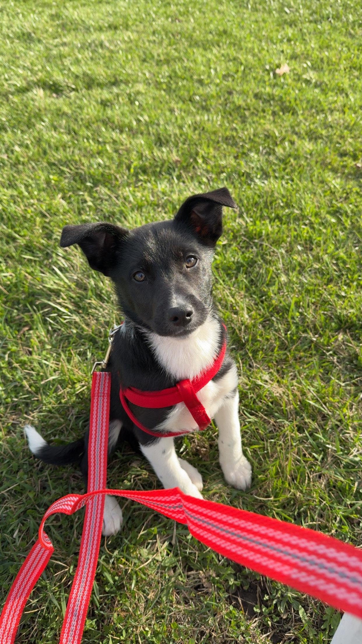 Dog for adoption - Pascal, a Border Collie Mix in Homewood, IL | Petfinder