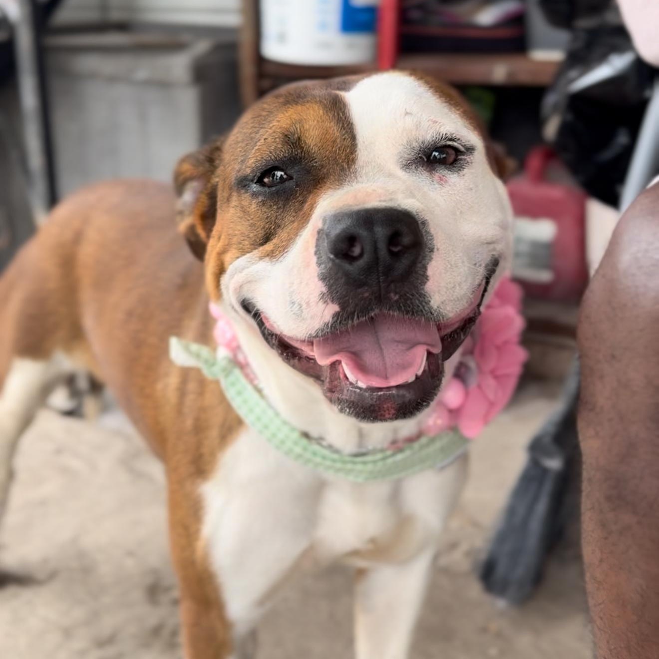 Dog for adoption - Chocolate "Chocolati", a Terrier Mix in Boston, MA ...