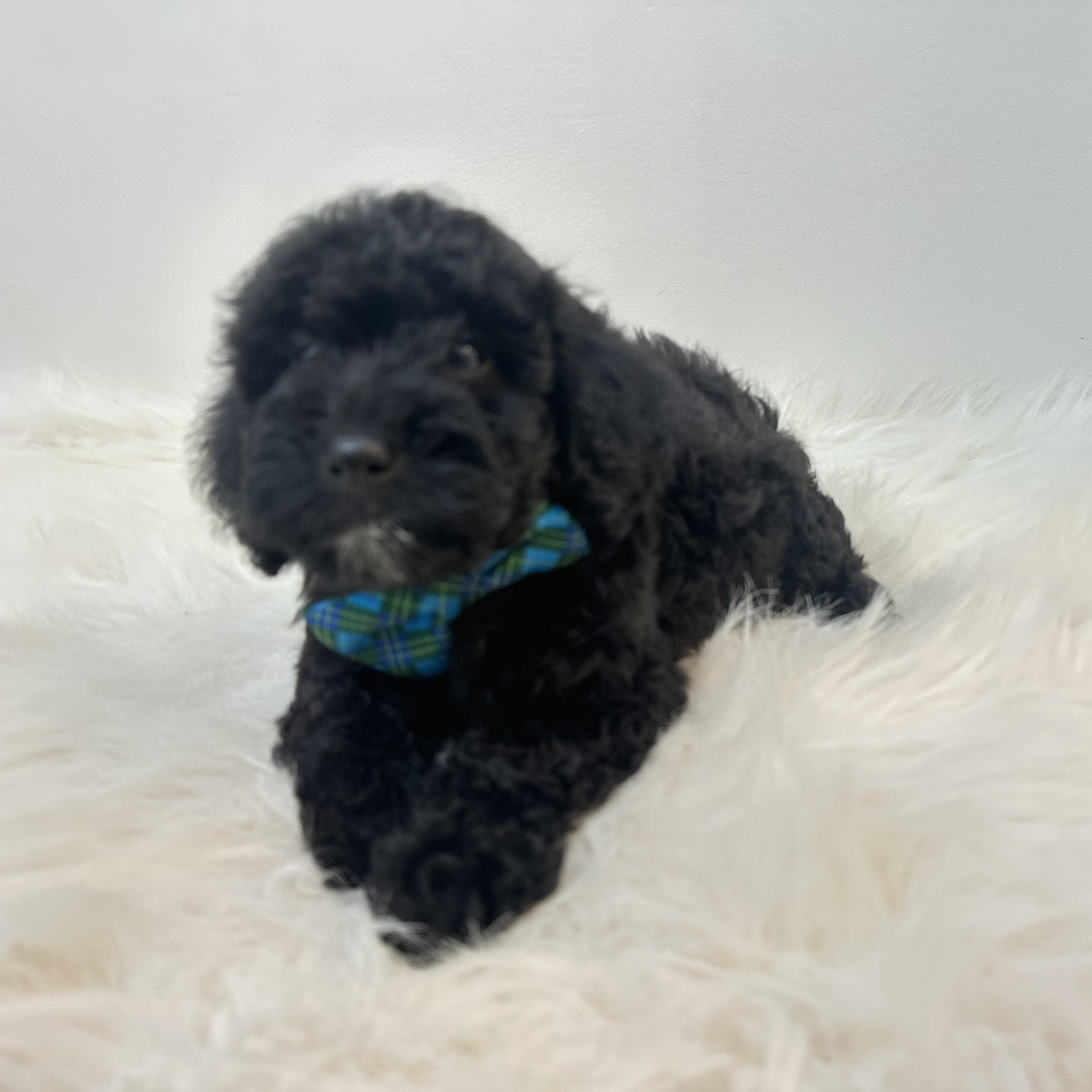 Dog for adoption - Smidgette, a Miniature Poodle & Goldendoodle Mix in ...