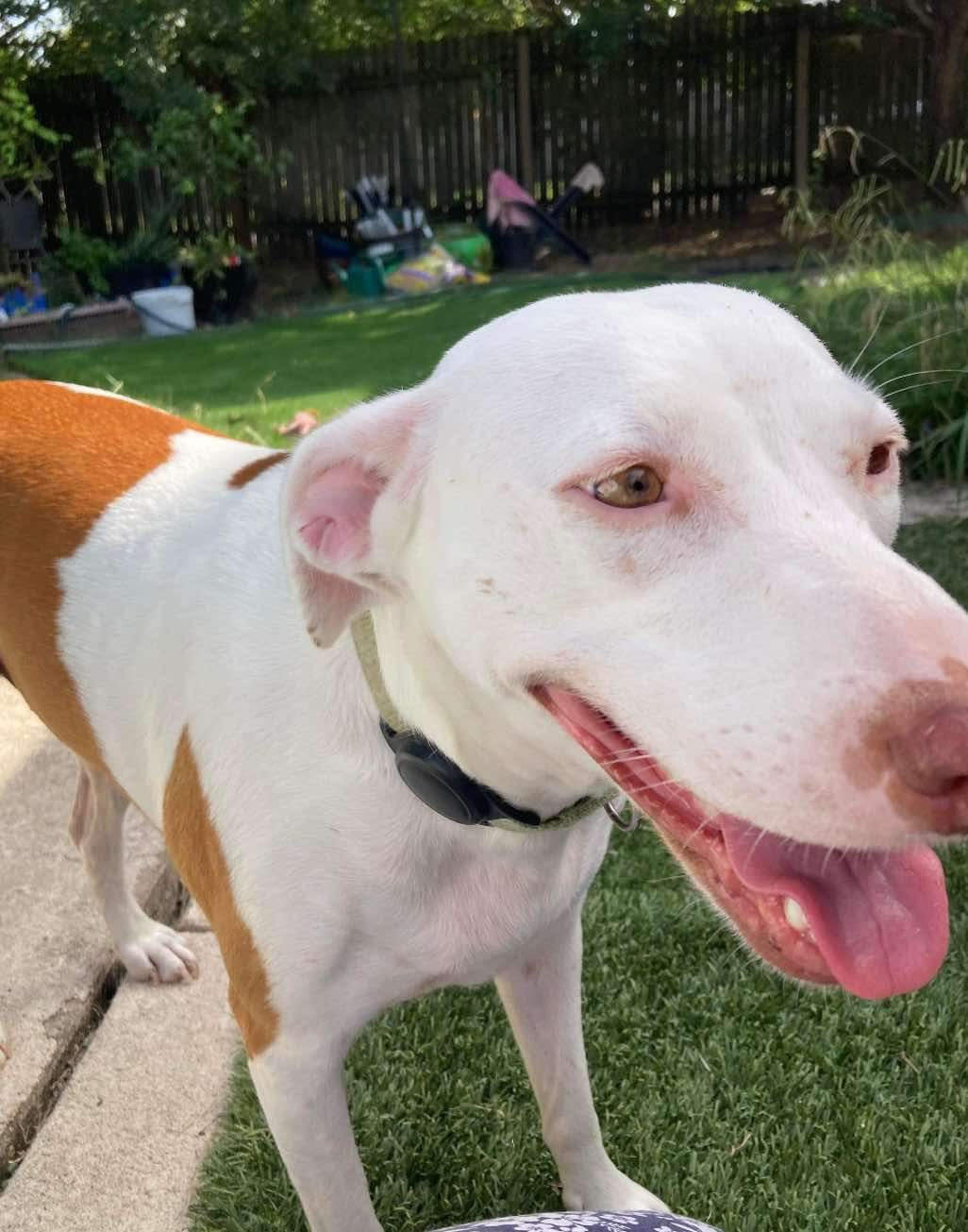 Dog for adoption - Mrs. Paws, a Labrador Retriever in Staunton, VA ...