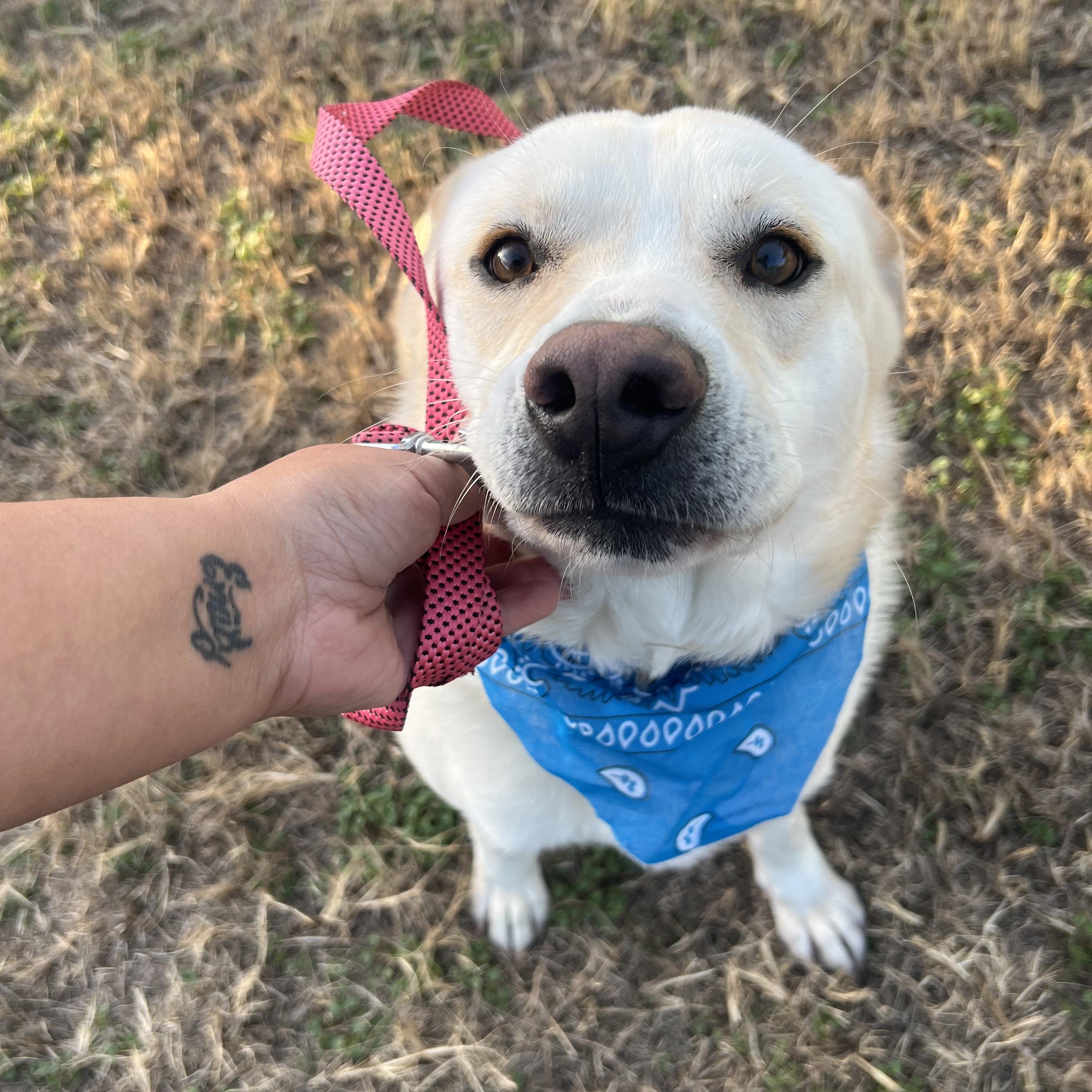 Dog for adoption - Randy, a Mixed Breed in Toms River, NJ | Petfinder