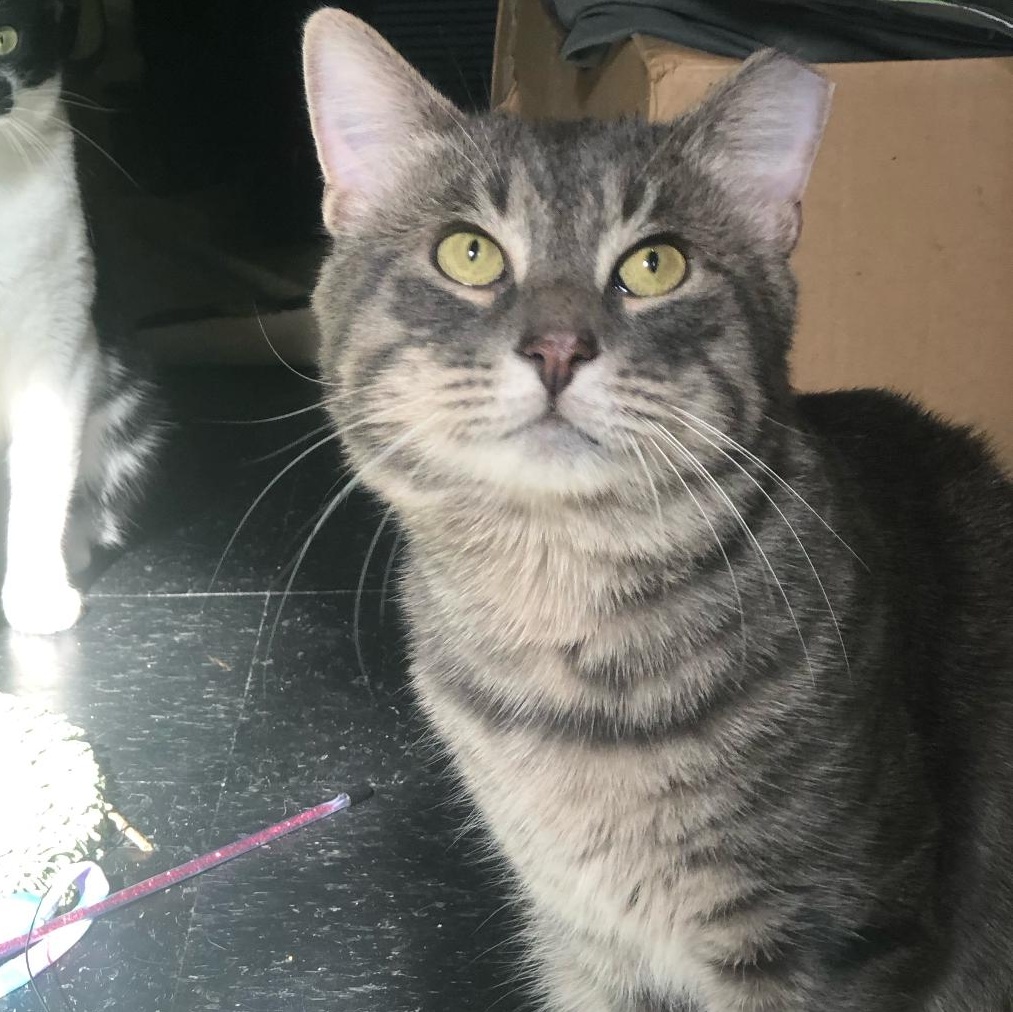 Cat for adoption - Opie, a Domestic Short Hair & Tabby Mix in New York ...