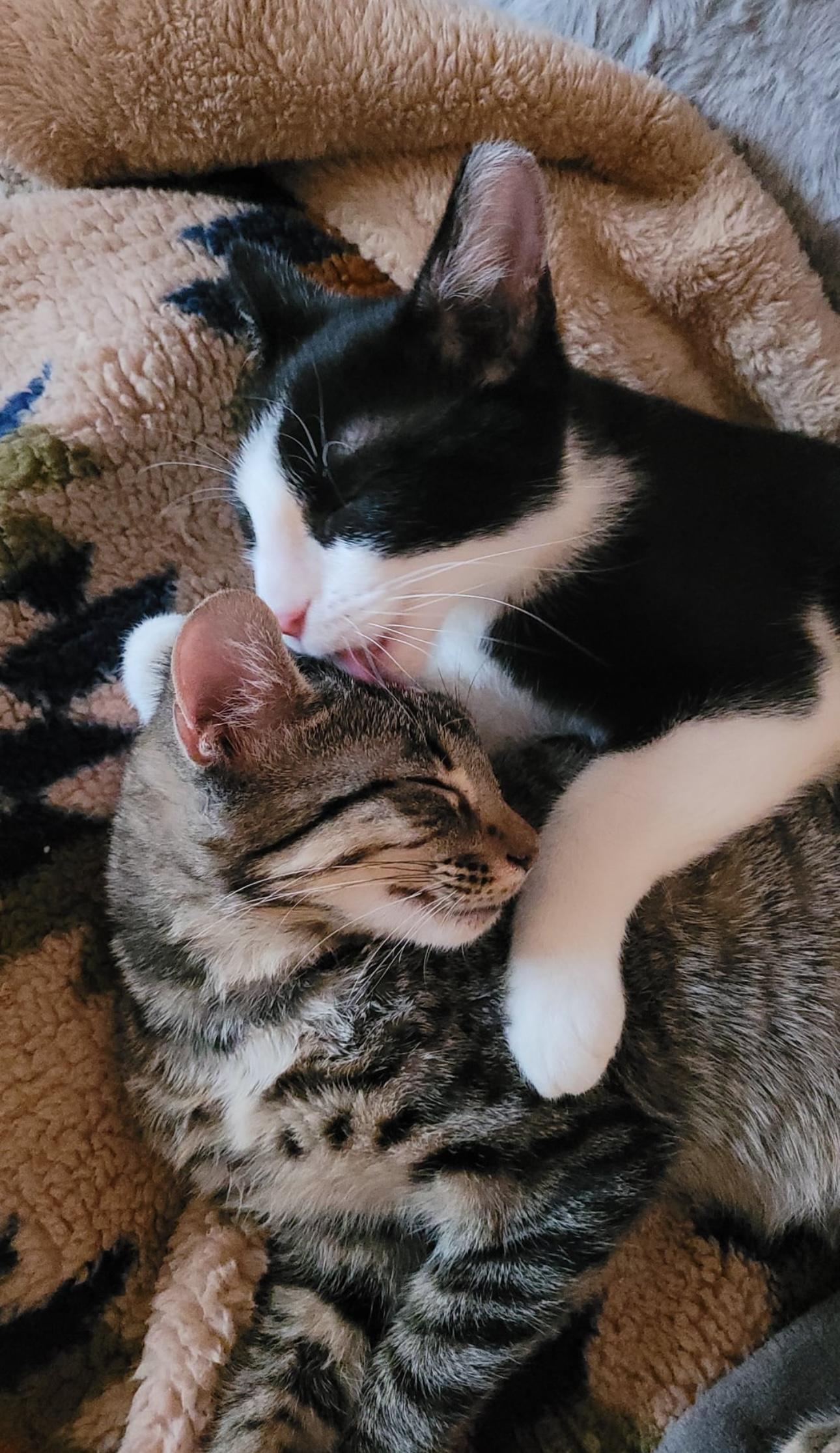 Cat for adoption - Triscuit & Kimiko, an American Shorthair in ...