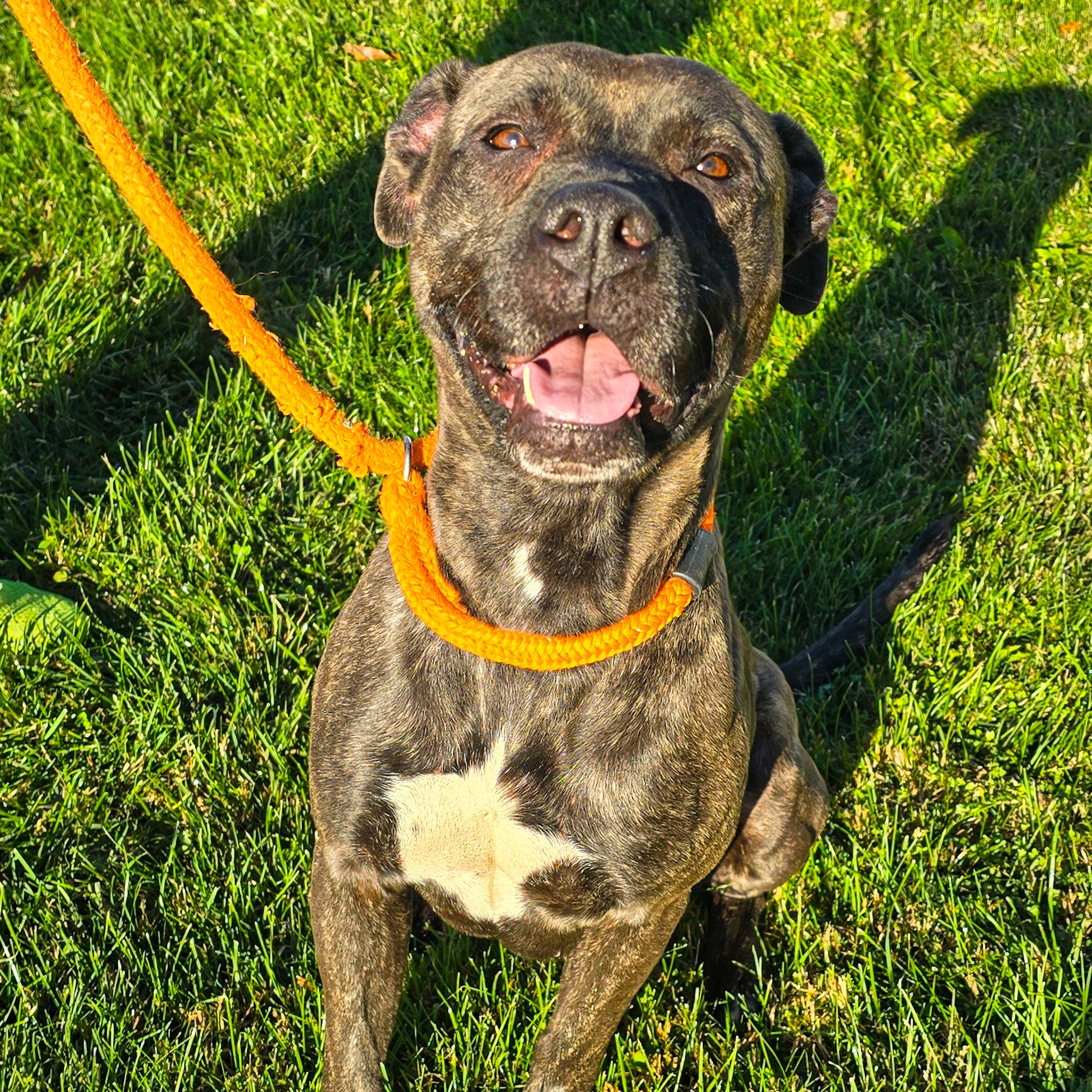 Adoptable Pets | Berrien County, MI