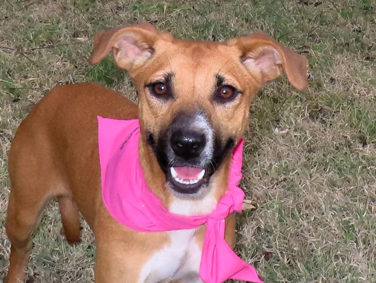Dog for adoption - Elsie 7062, a Beagle & Chiweenie Mix in Rogers, AR ...