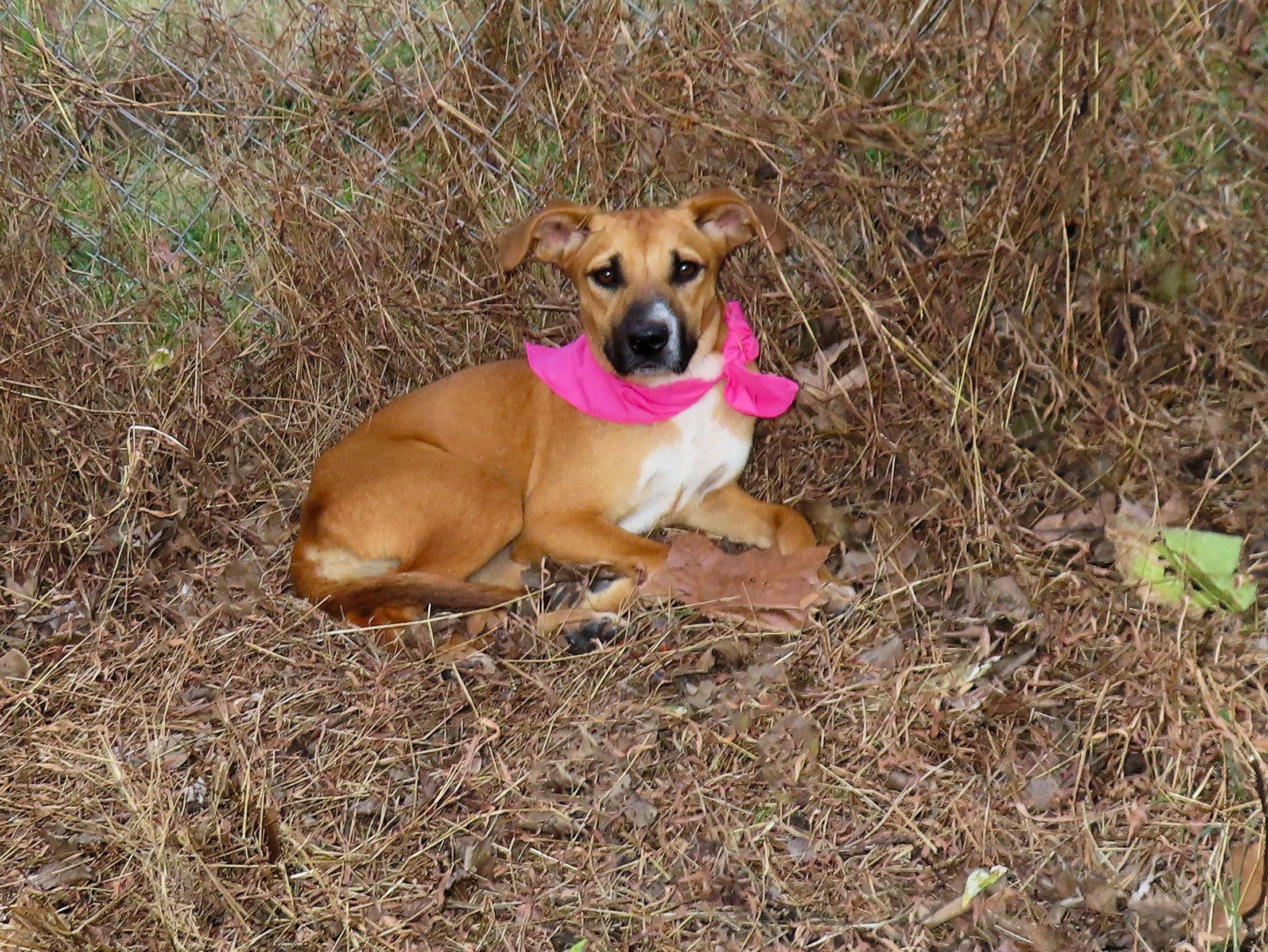 Dog for adoption - Elsie 7062, a Beagle & Chiweenie Mix in Rogers, AR ...