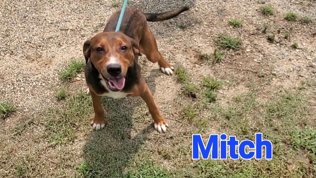Dog for adoption - Mitch, a Hound Mix in Manchester, CT | Petfinder