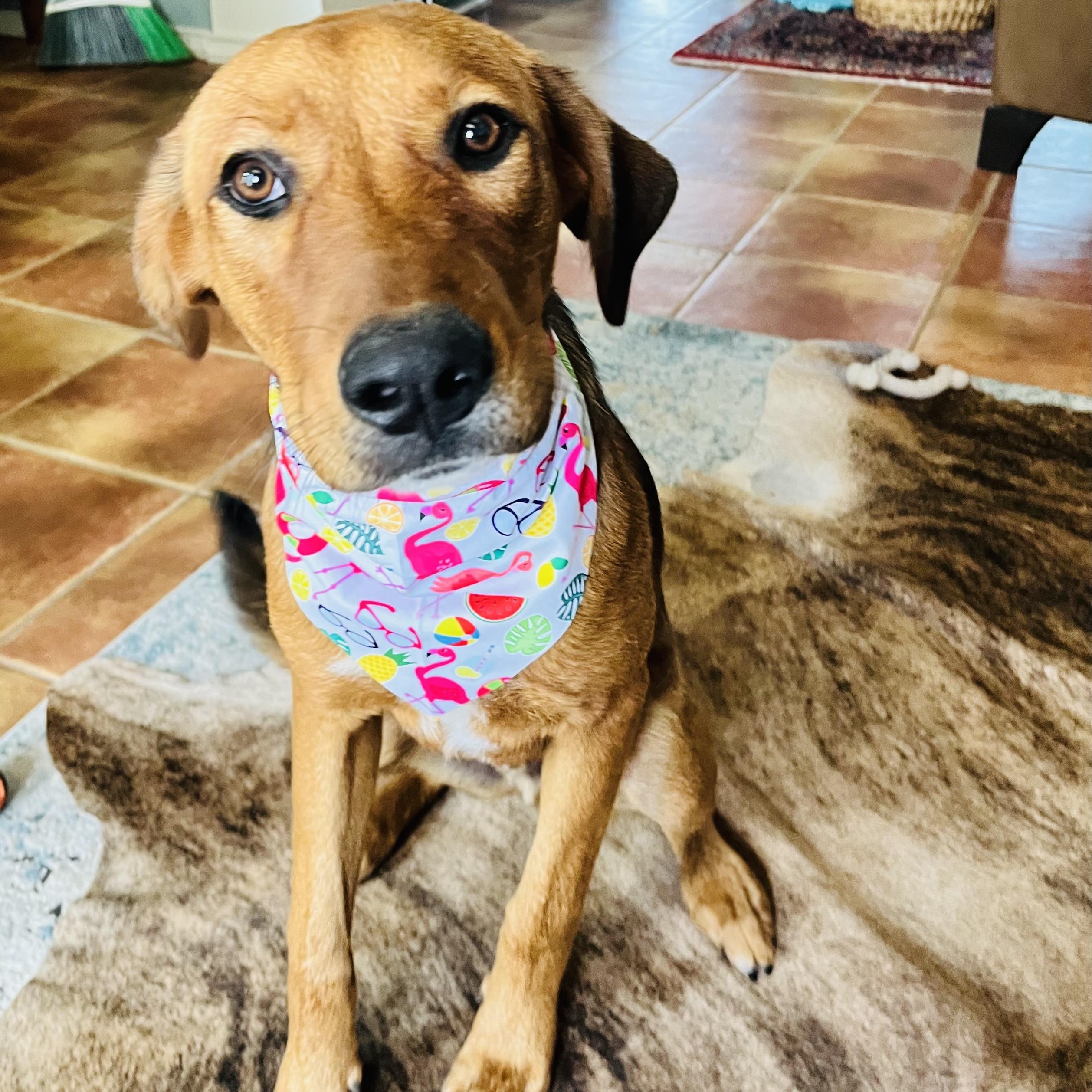 Dog for adoption - Cinnabon-bon, a Golden Retriever & Australian ...