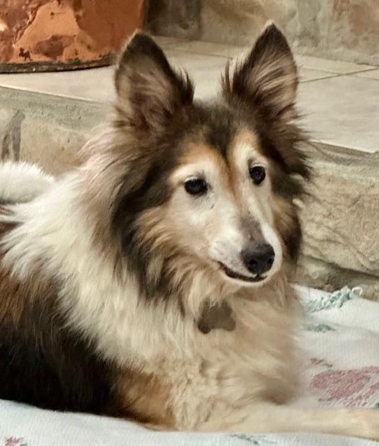 Dog for adoption - NELSON, a Shetland Sheepdog / Sheltie in Shell Knob ...