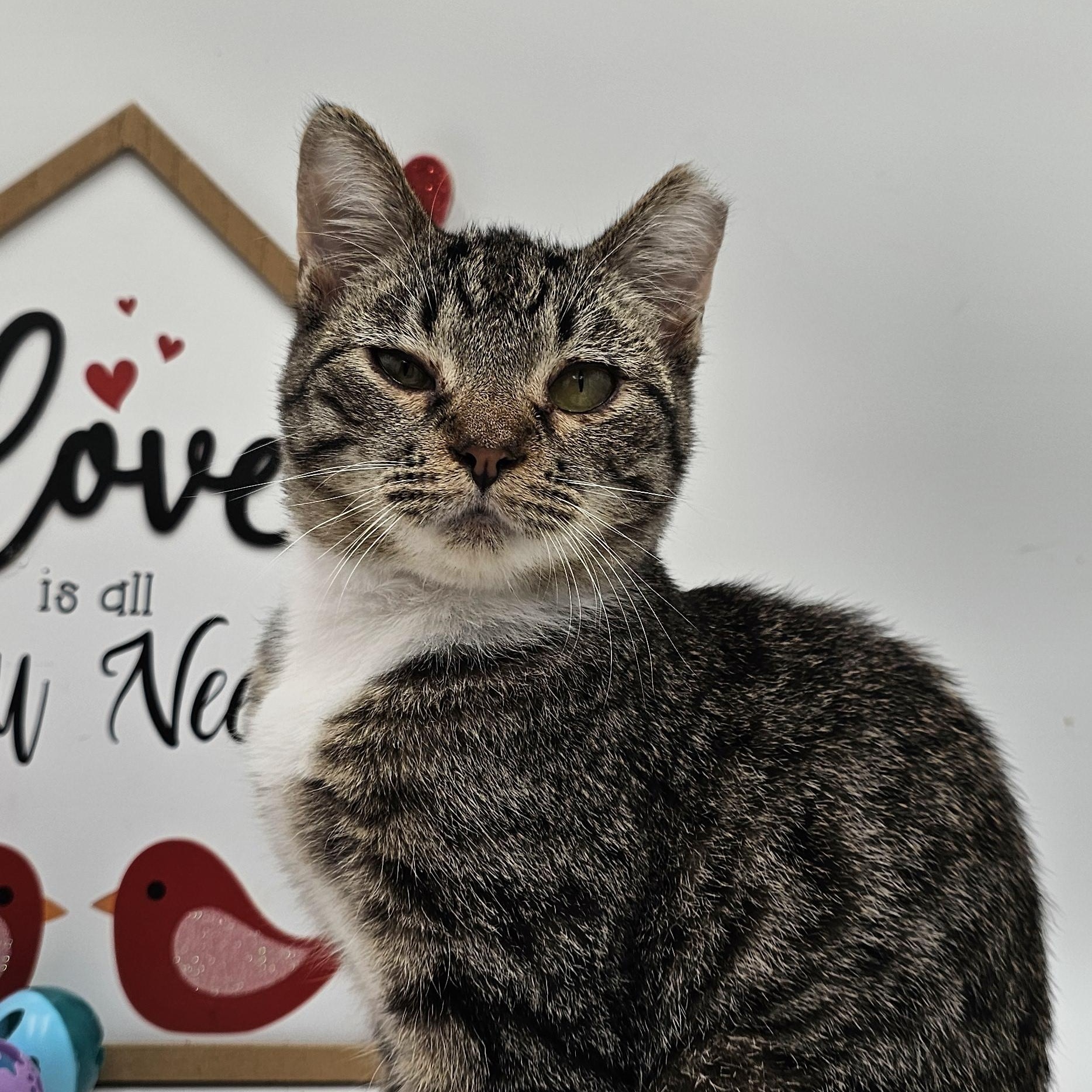 Cat for adoption - Thelma Nubbs (Ear Tipped), an American Bobtail in ...