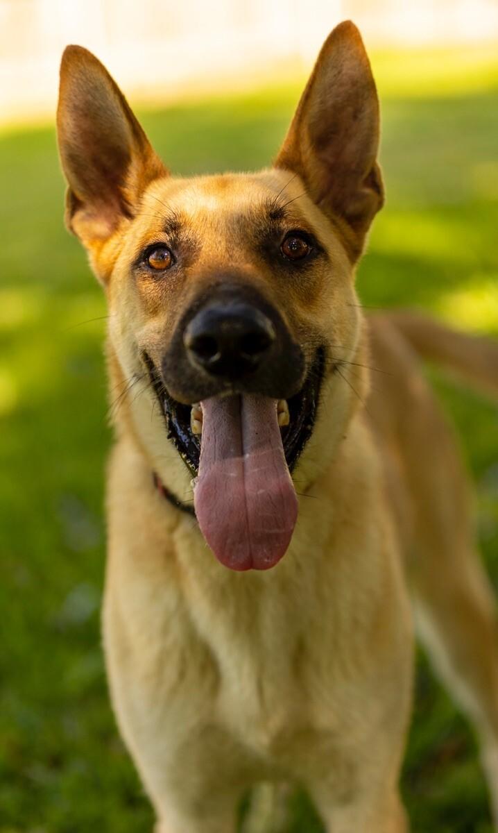 Dog for adoption - Calhoun English, a German Shepherd Dog Mix in ...