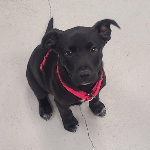 Dog for adoption - Amy, a Labrador Retriever Mix in Carneys Point, NJ ...