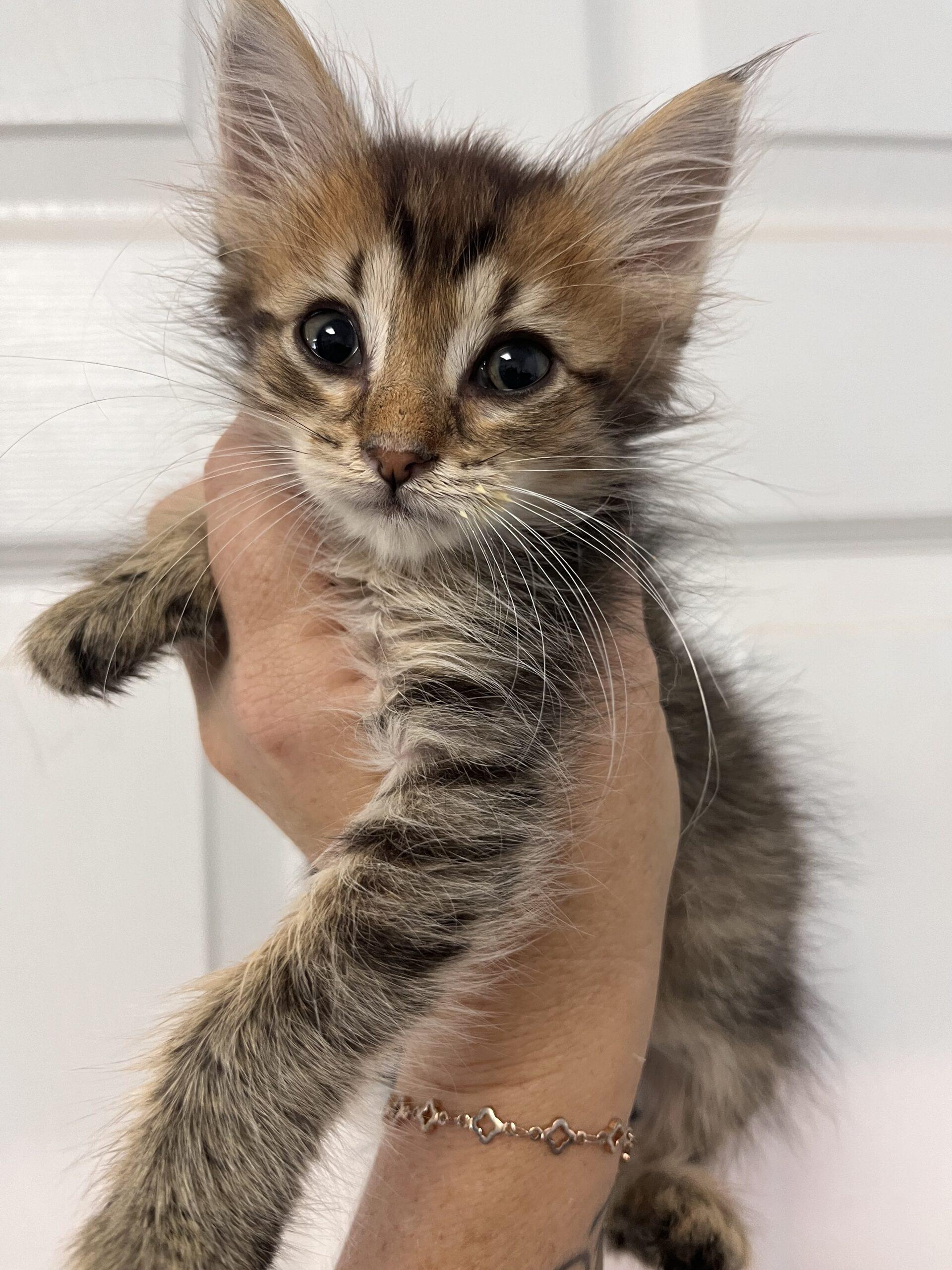 Cat for adoption - Ginny, an Abyssinian & Tabby Mix in Milford, CT ...