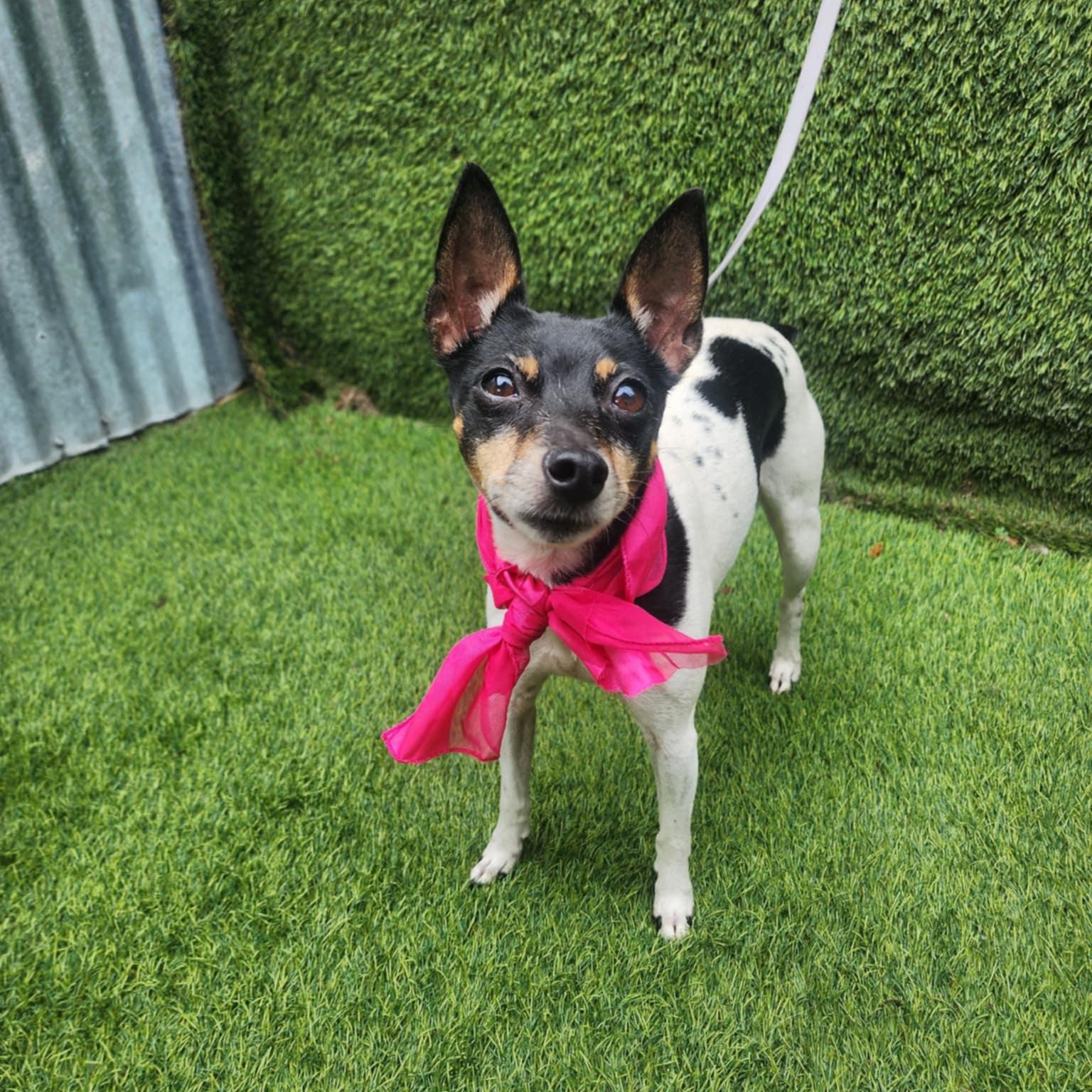 Dog for adoption - Georgia Peach, a Rat Terrier Mix in Durango, CO ...