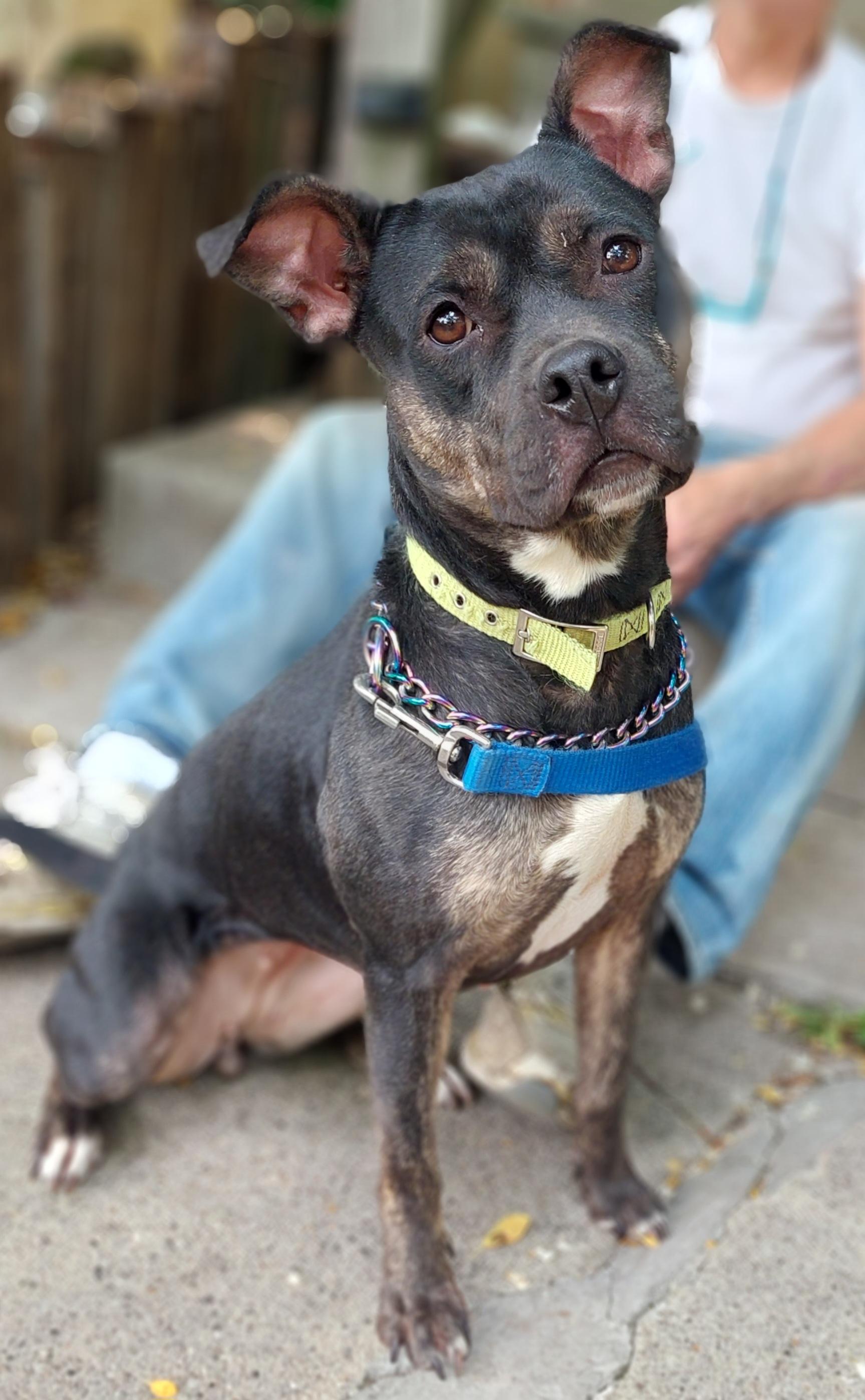 Dog for adoption - Simone, a Terrier & Pit Bull Terrier Mix in Elmhurst ...