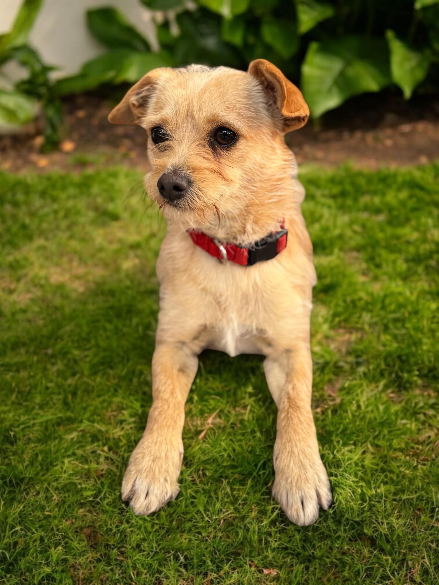 Dog for adoption - Landon, a Terrier in Portland, ME | Petfinder
