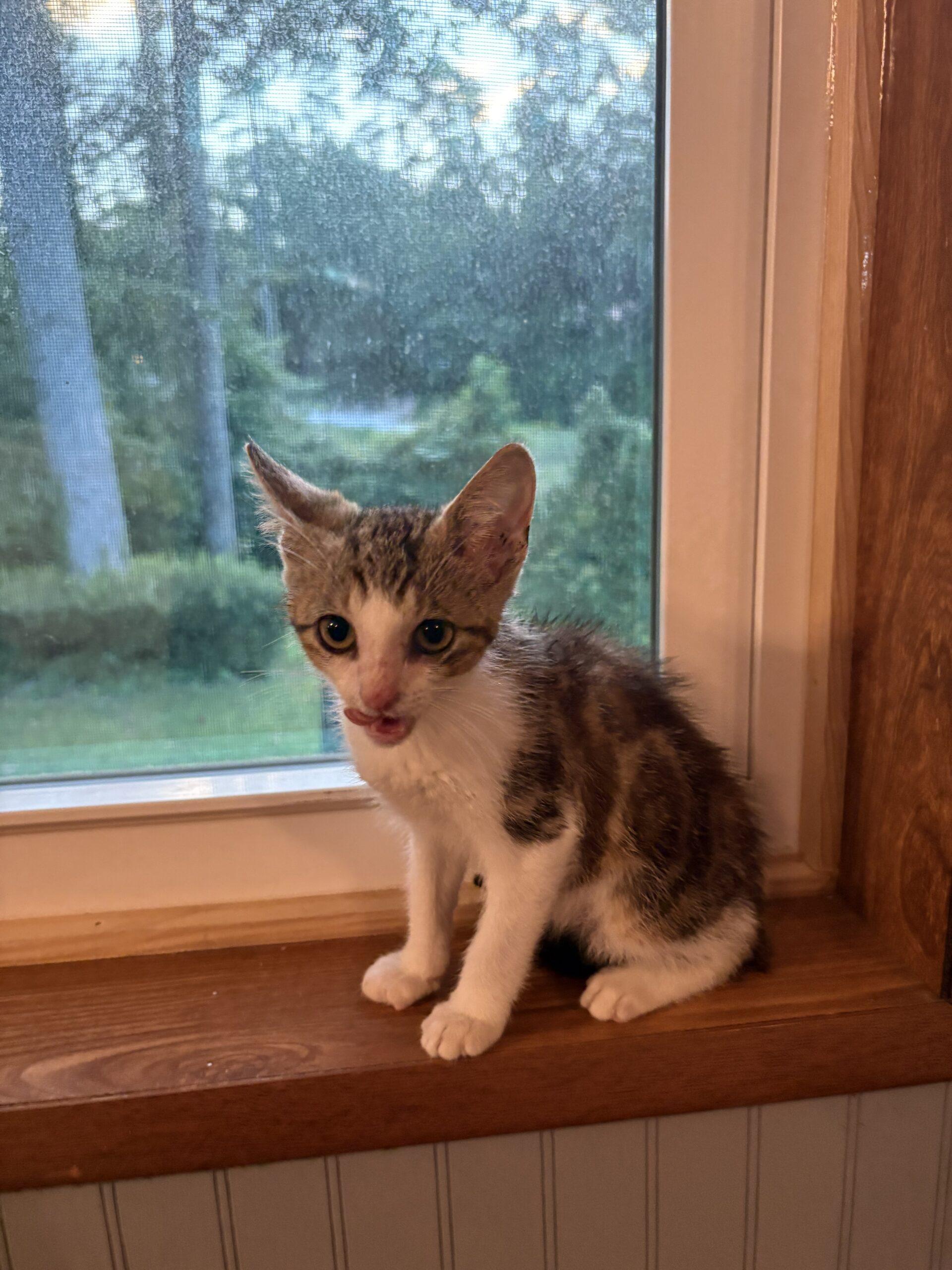 Cat for adoption - Scuba Steve, a Tabby in Boothbay, ME | Petfinder