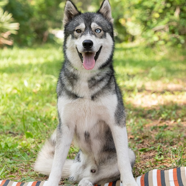 Dog for adoption - Chance, a Siberian Husky in Lake Helen, FL | Petfinder