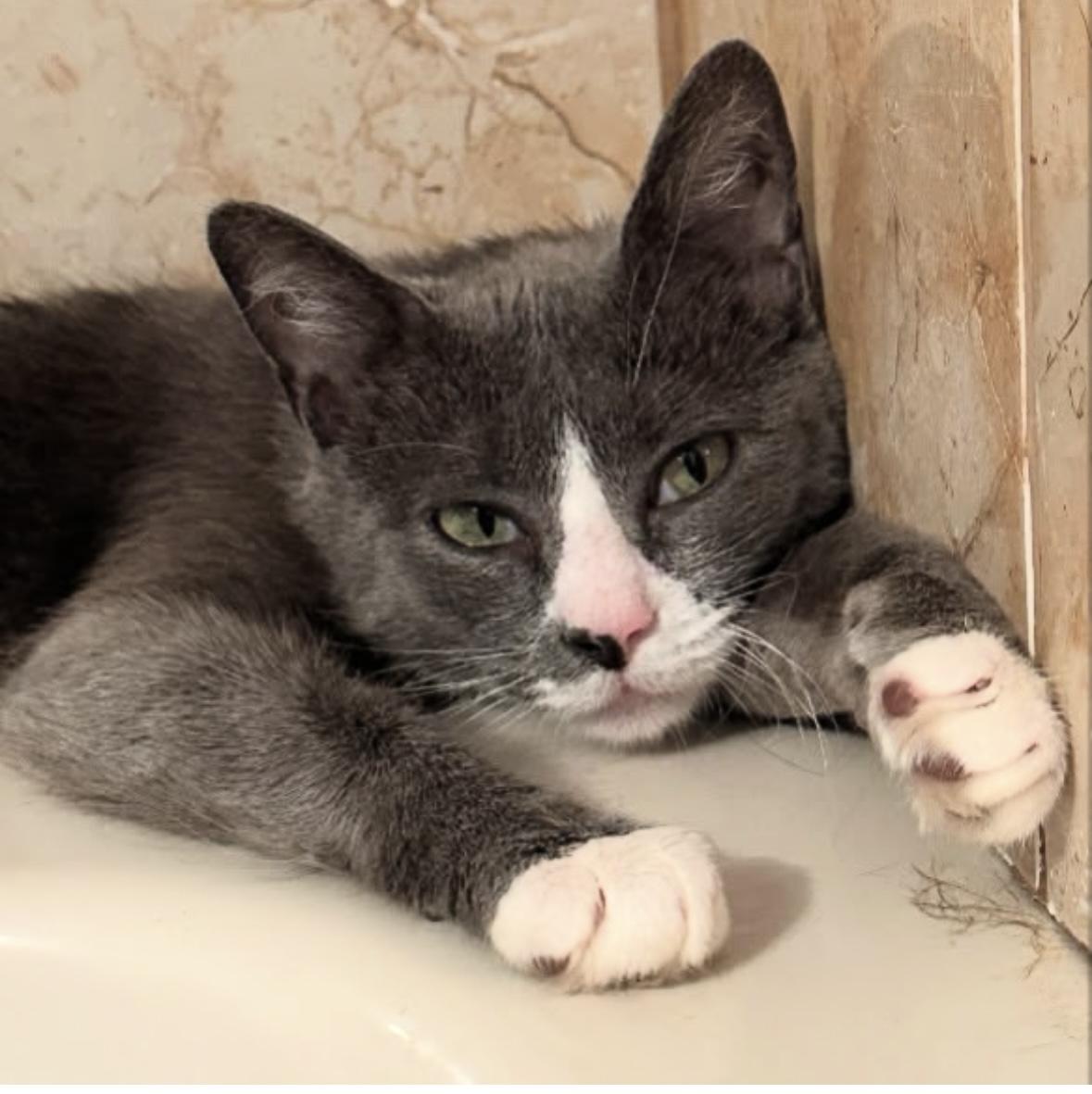 Cat for adoption - Mooshi, a Domestic Short Hair in New York, NY ...