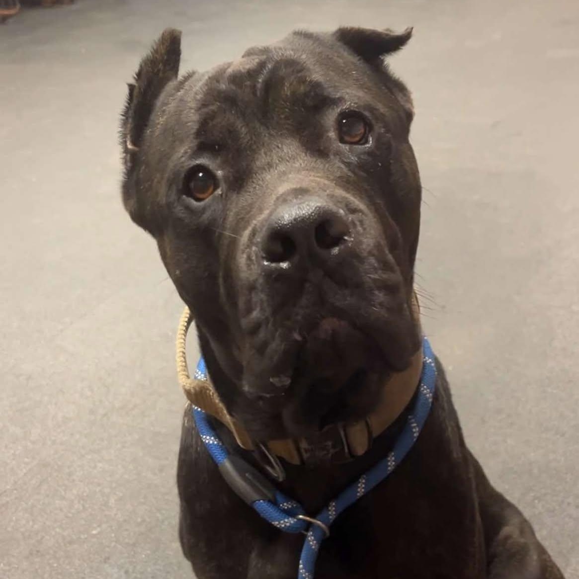 Dog for adoption - Enzo, a Cane Corso Mix in Valparaiso, IN | Petfinder