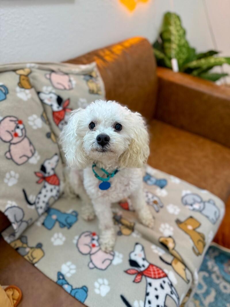 Dog for adoption - Kenny The White, a Miniature Poodle & Maltese Mix in ...