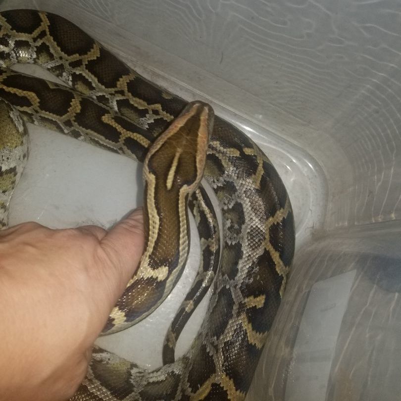 Snake for adoption - Diablo, a Burmese Python in Modesto, CA | Petfinder